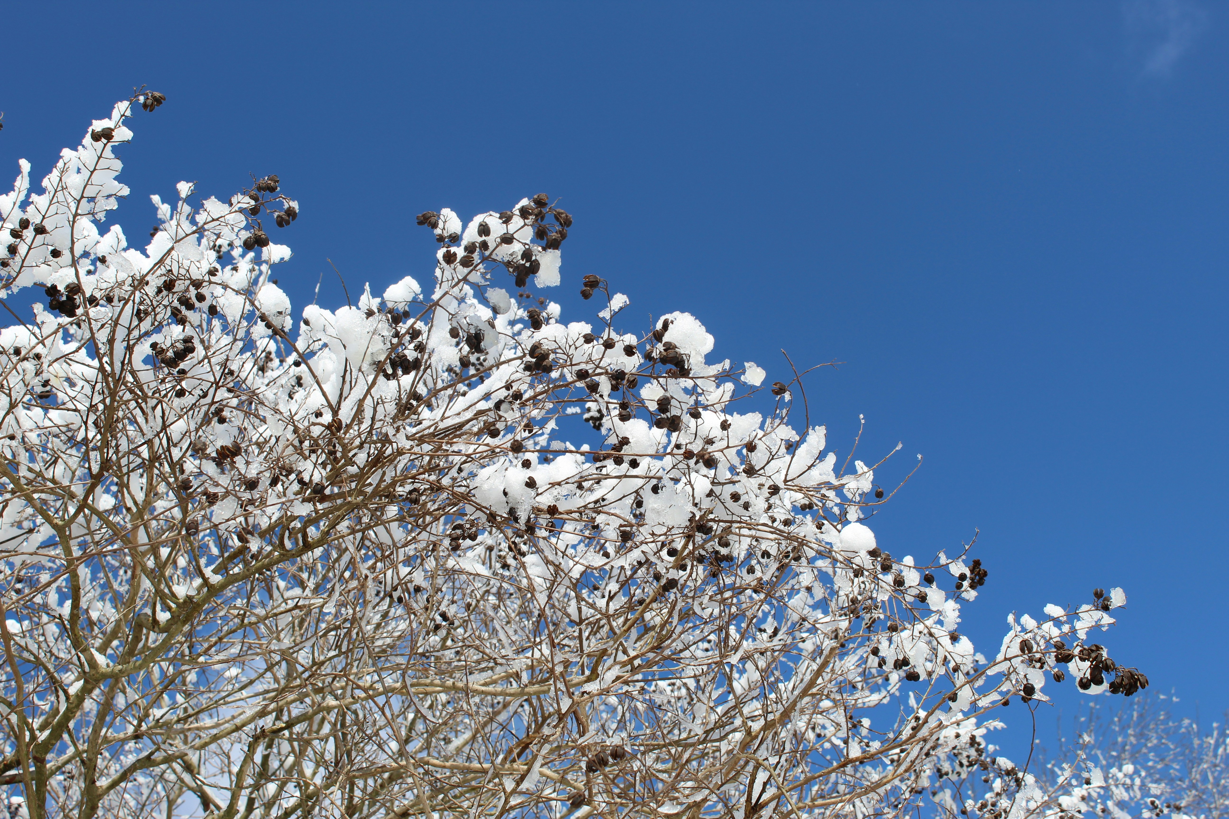 Snow-Crowned Branches Framing a Crisp Blue Sky