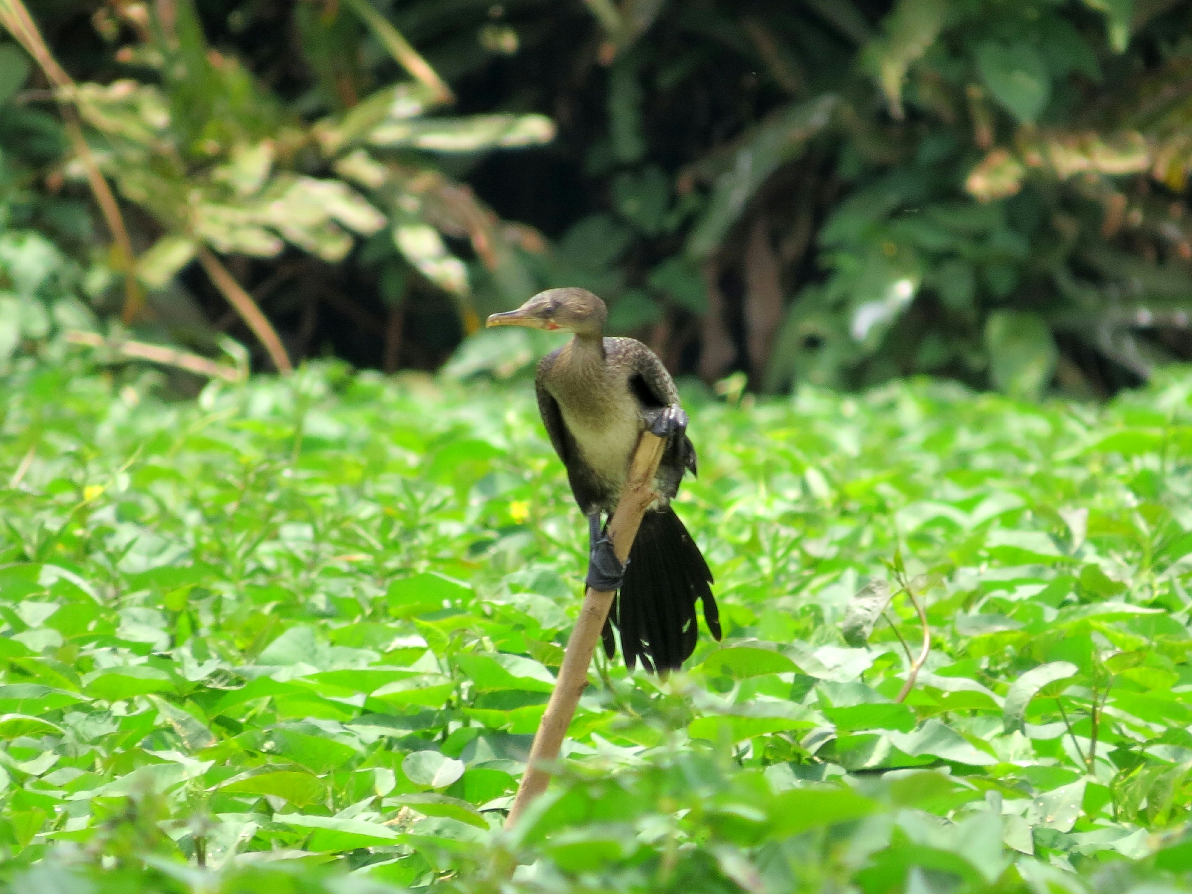Cormorant perched on a stick above vibrant green foliage, showcasing its unique posture and surroundings.