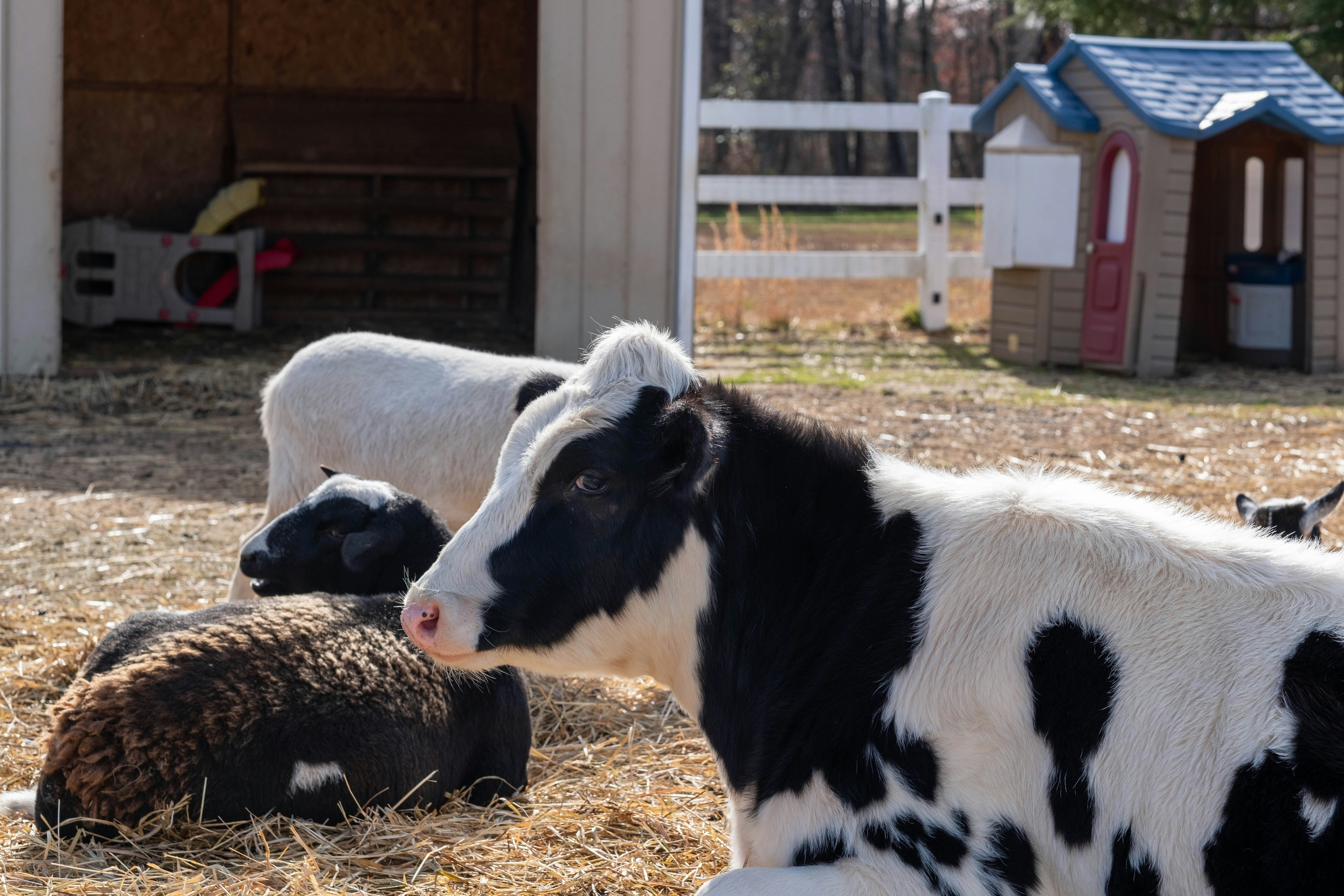 Curious Calf and Black-White bovine in Sunlit Farmyard