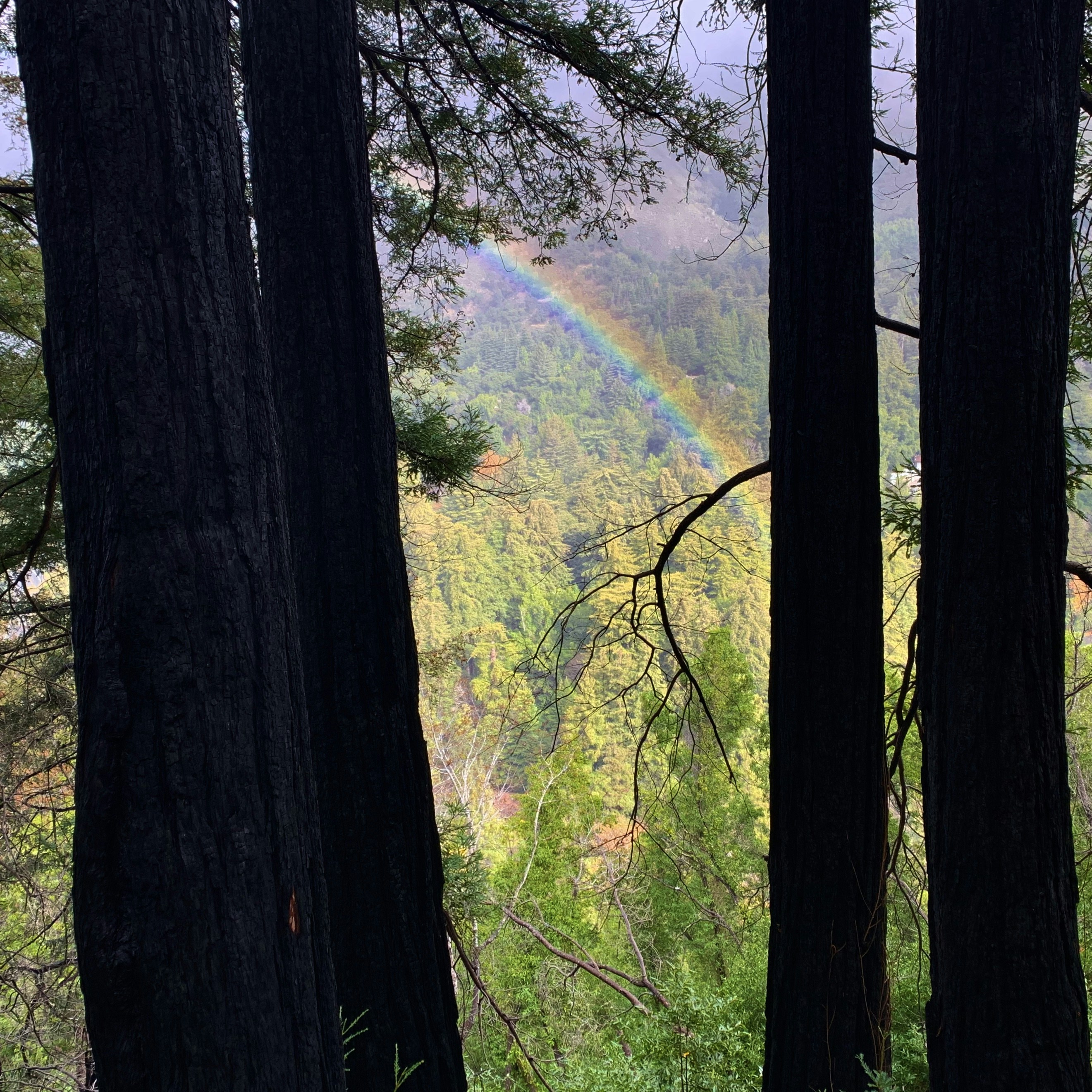 A vibrant rainbow arcs over a lush forest, framed by towering blackened tree trunks, hinting at a recent fire. The interplay of light and shadow creates a mystical atmosphere.