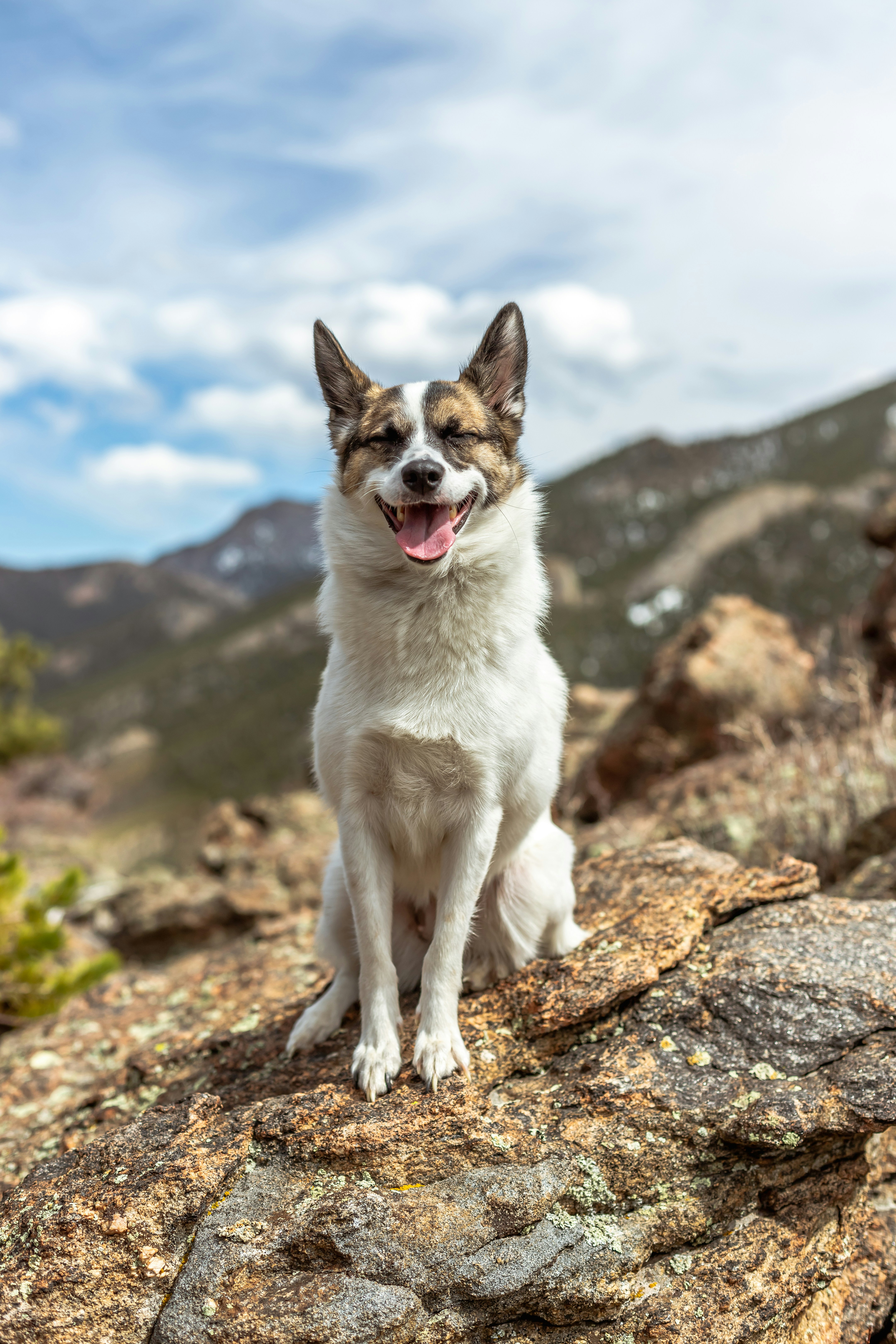 A cheerful dog sits proudly on a rocky outcrop, surrounded by a mountainous landscape under a partly cloudy sky.
