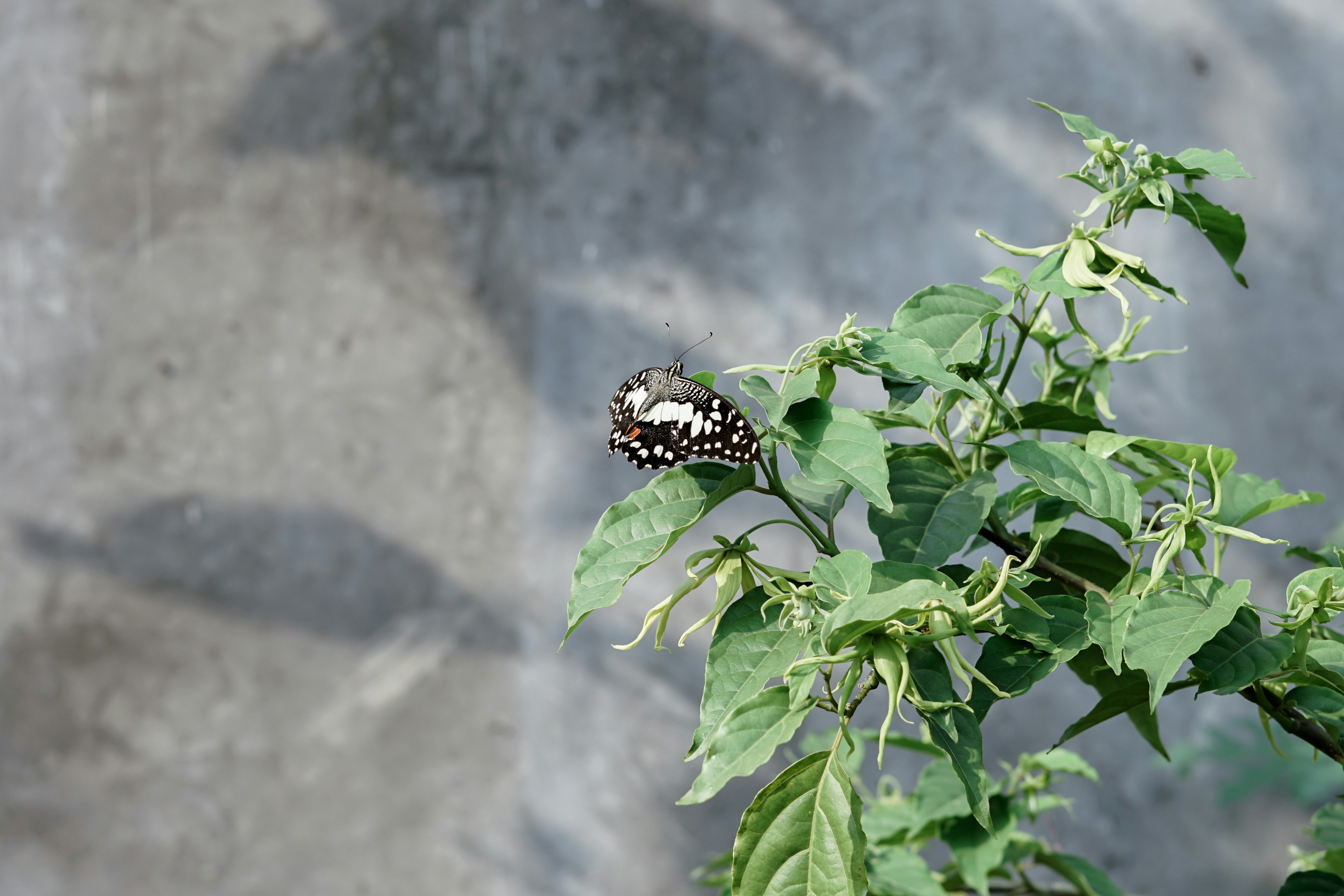 Nature's Perch: A Butterfly's Pause