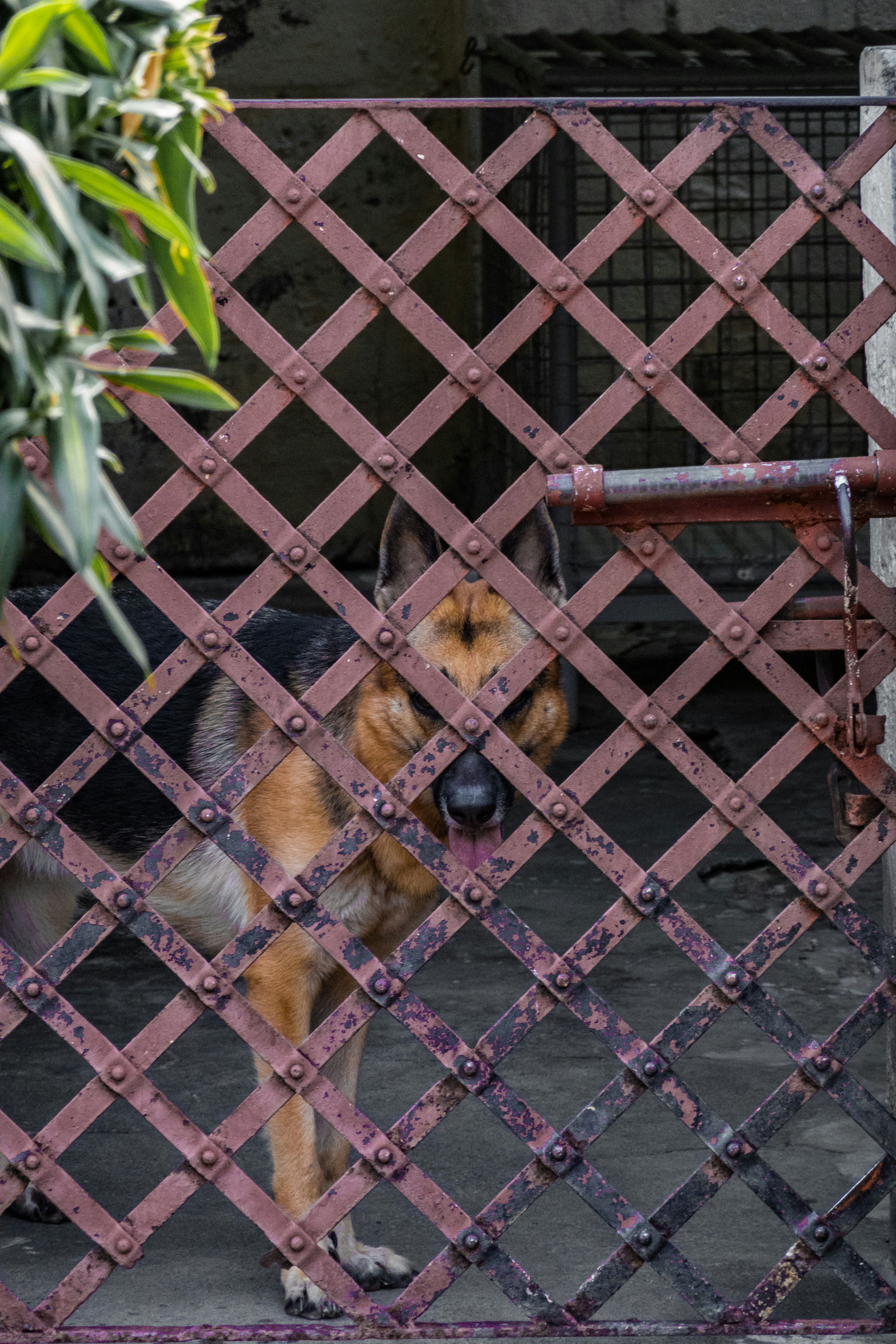 Philippines: Human rabies cases are up 13% in 2024