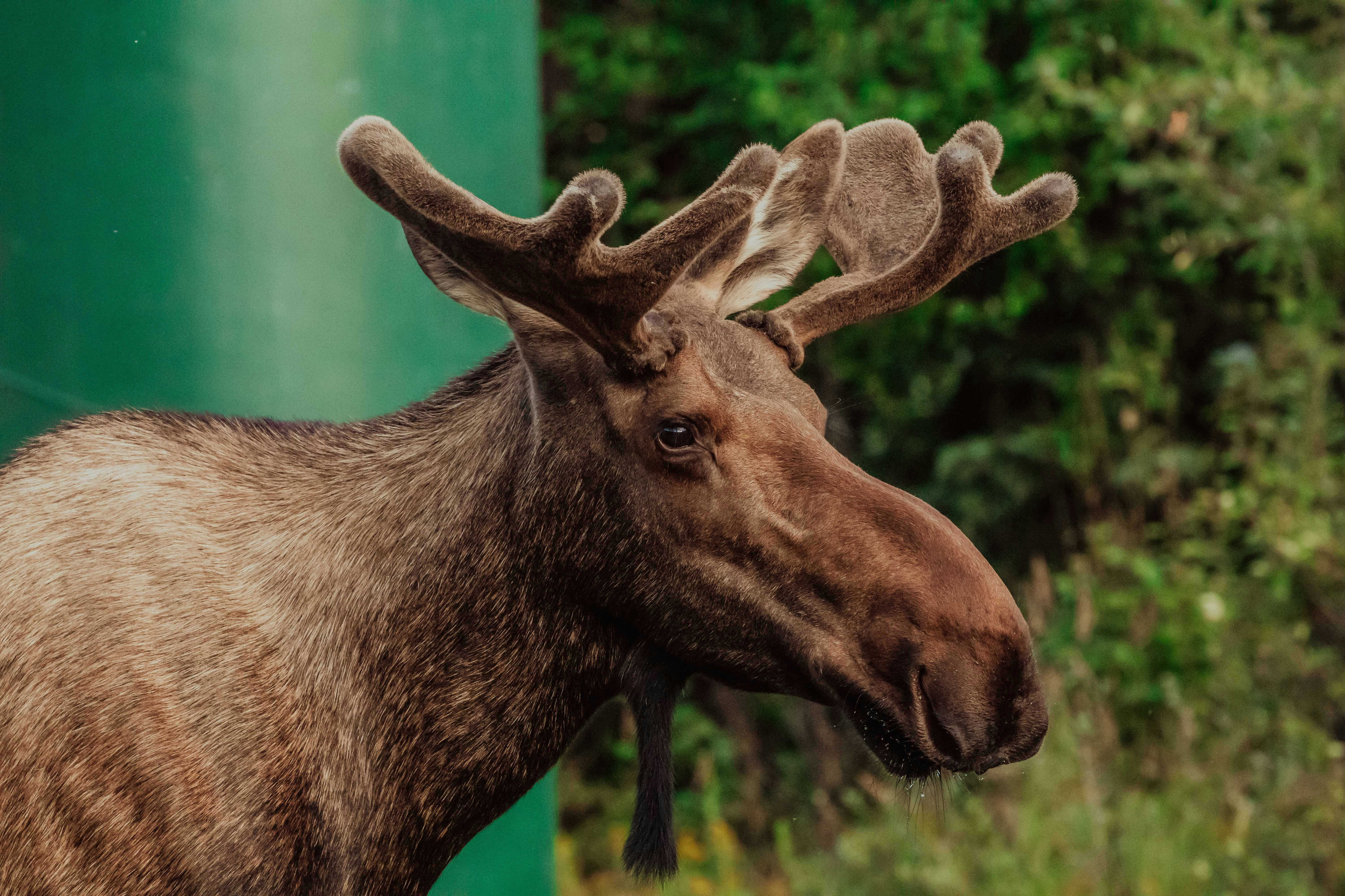 500+ Moose Pictures [HD] | Download Free Images on Unsplash