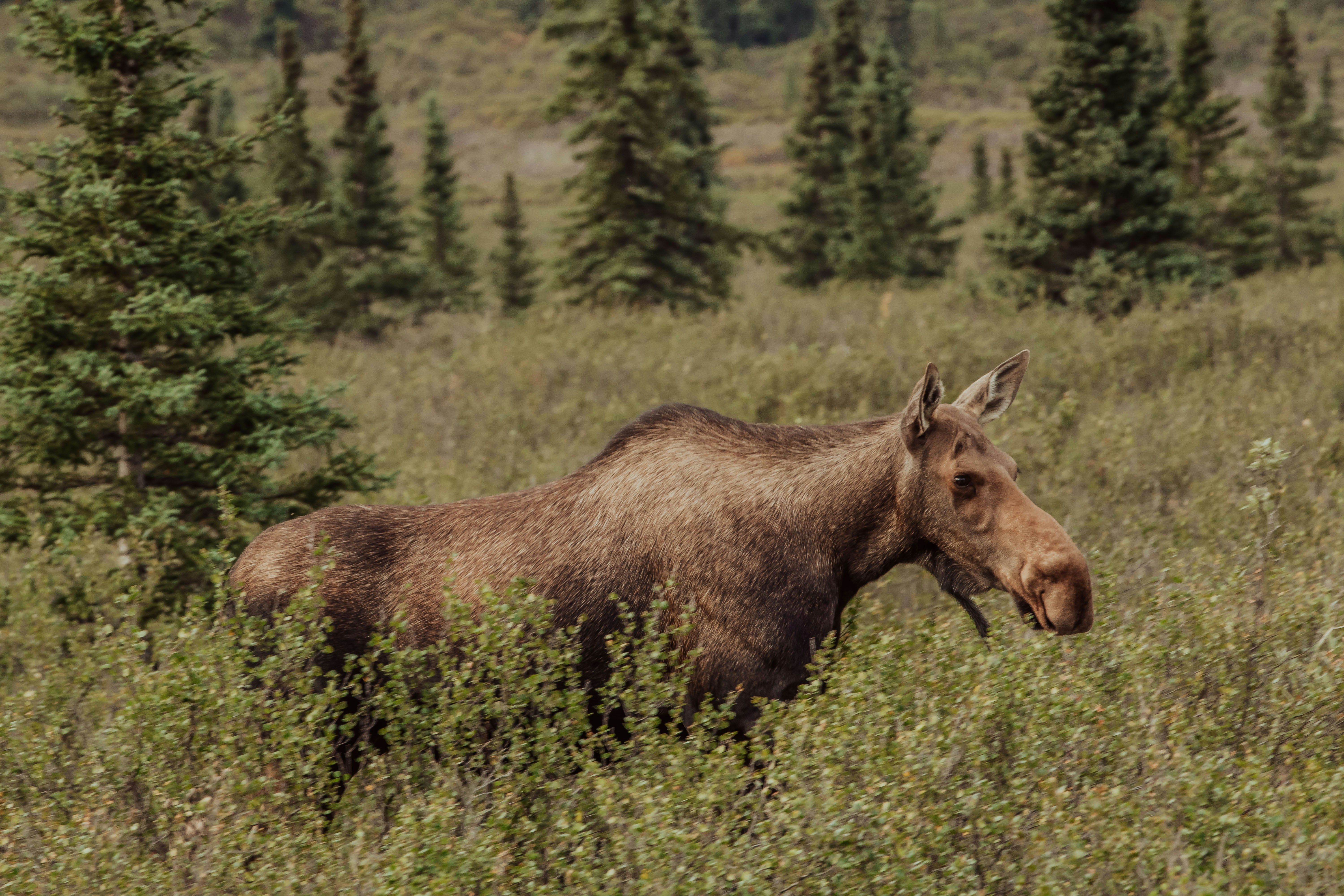 The Meadow's Silent Watcher: Moose Amid Sage and Pines