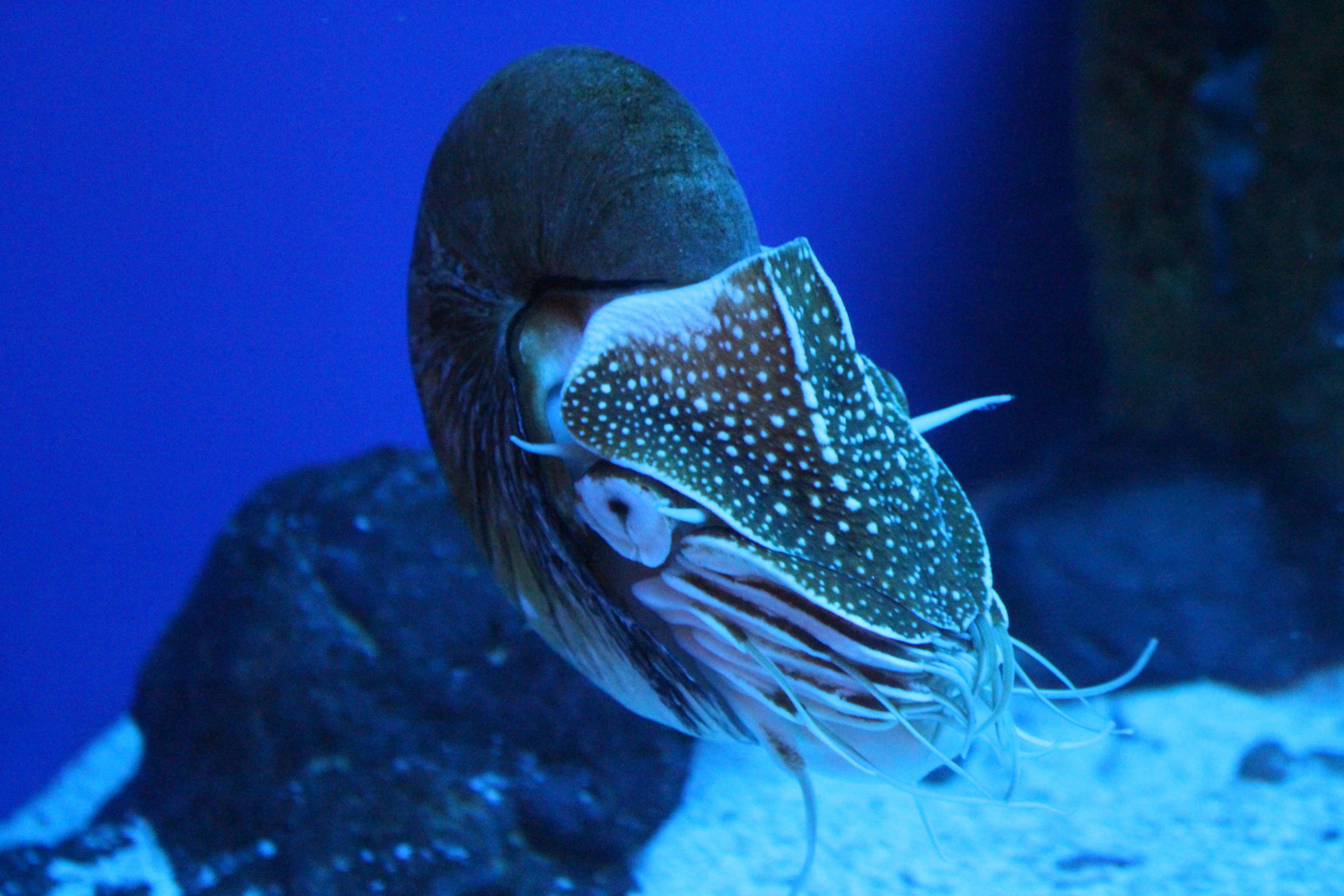 White and brown sea creature photo – Free Nautilus belauensis Image on ...