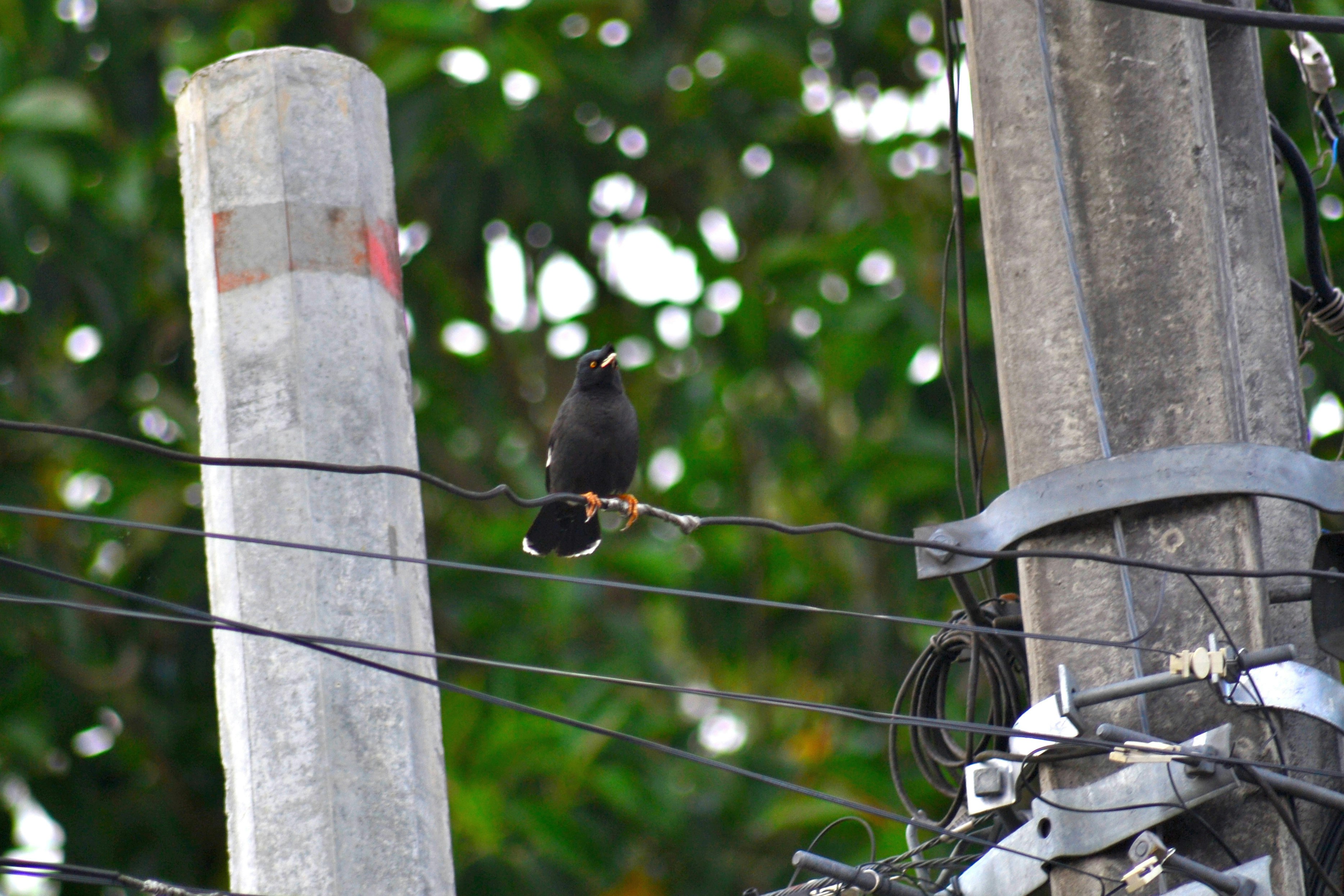 Black Bird on a Narrow Wire Between Weathered Utility Poles