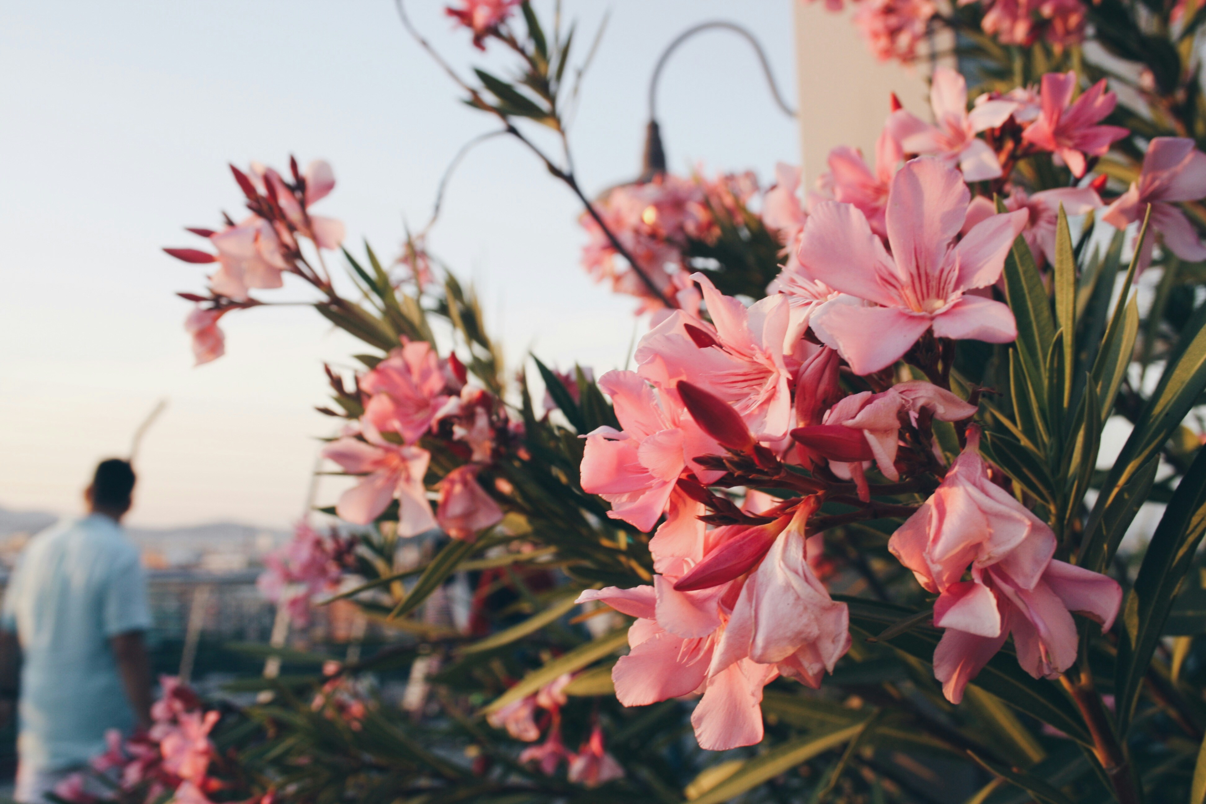 Rooftop Bloom: Pink Azaleas Framing a Distant City Sunset