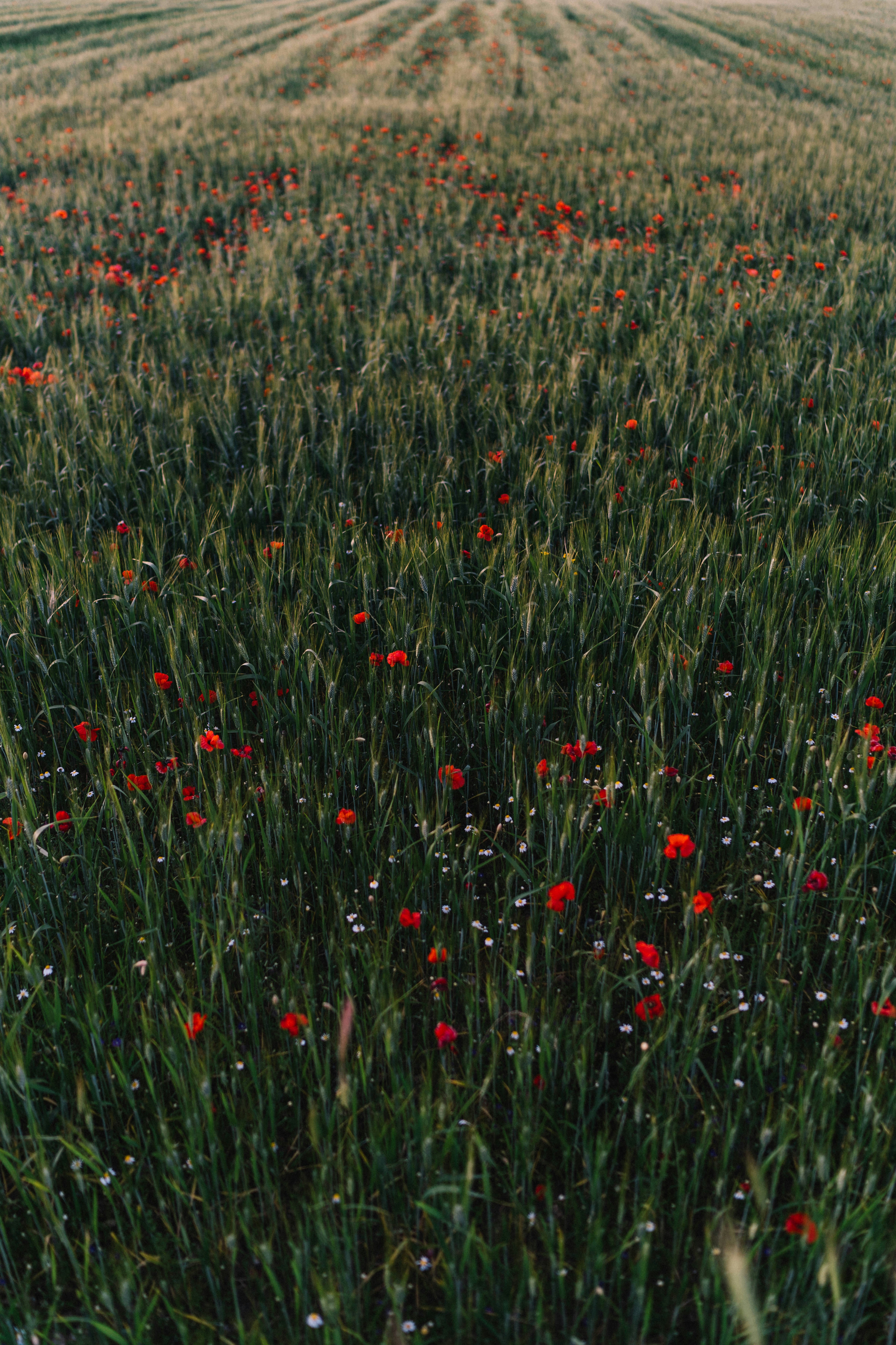 Vibrant red poppies dotting a lush green field, creating a striking contrast against the backdrop of swaying grass.