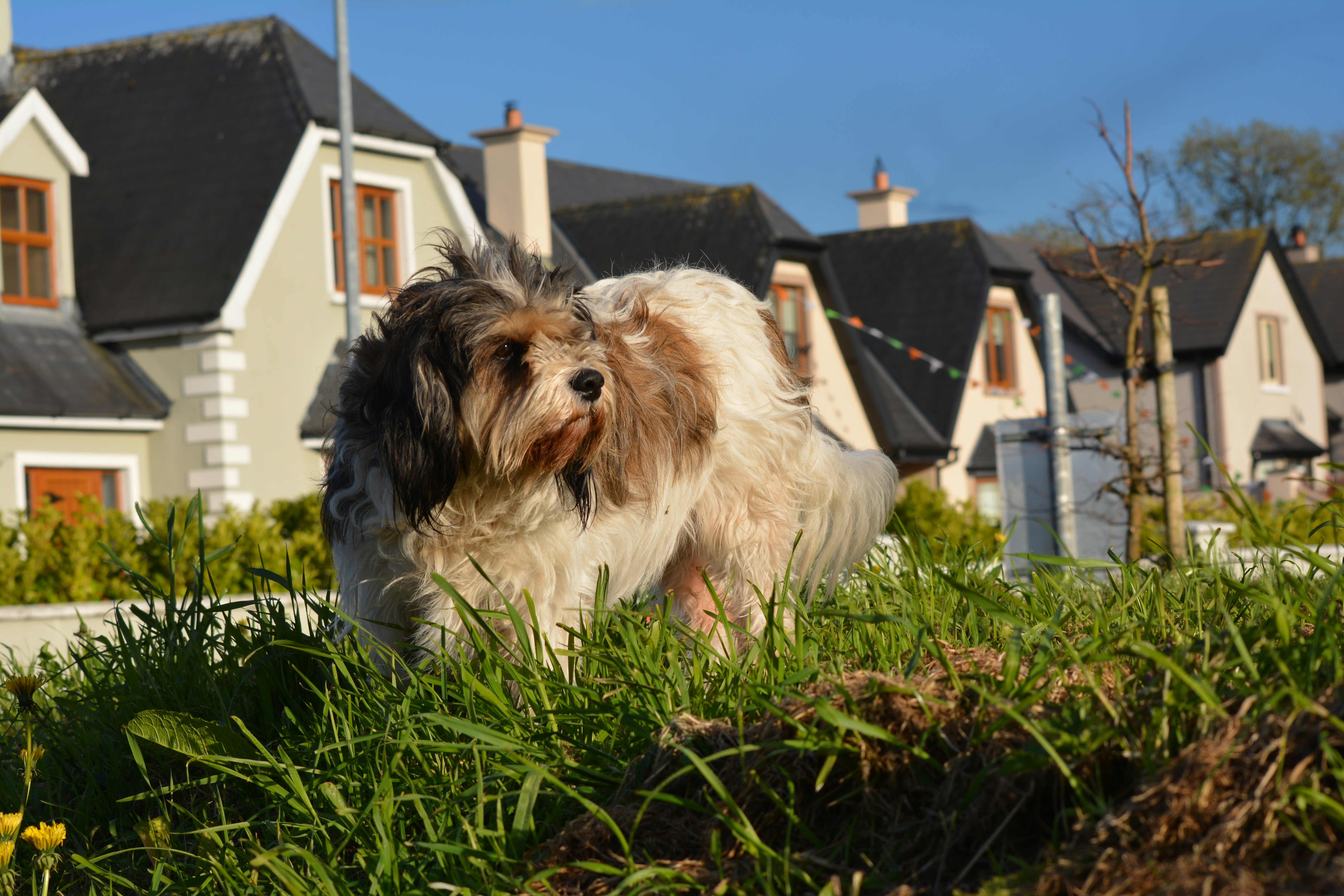 Fluffy Guardian of a Sunlit Suburban Lane