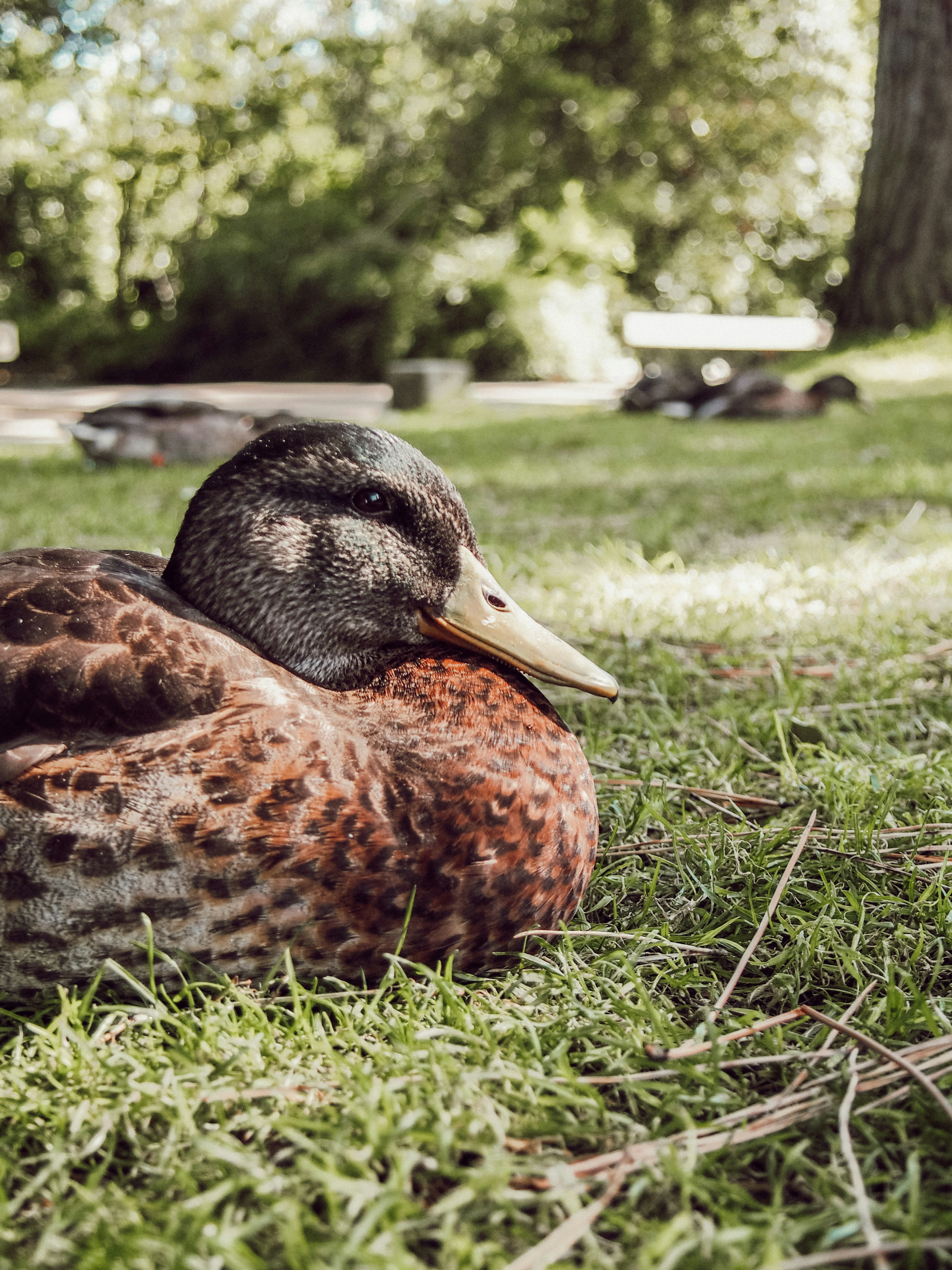 Close-up on a Mallard Meditating in the Park
