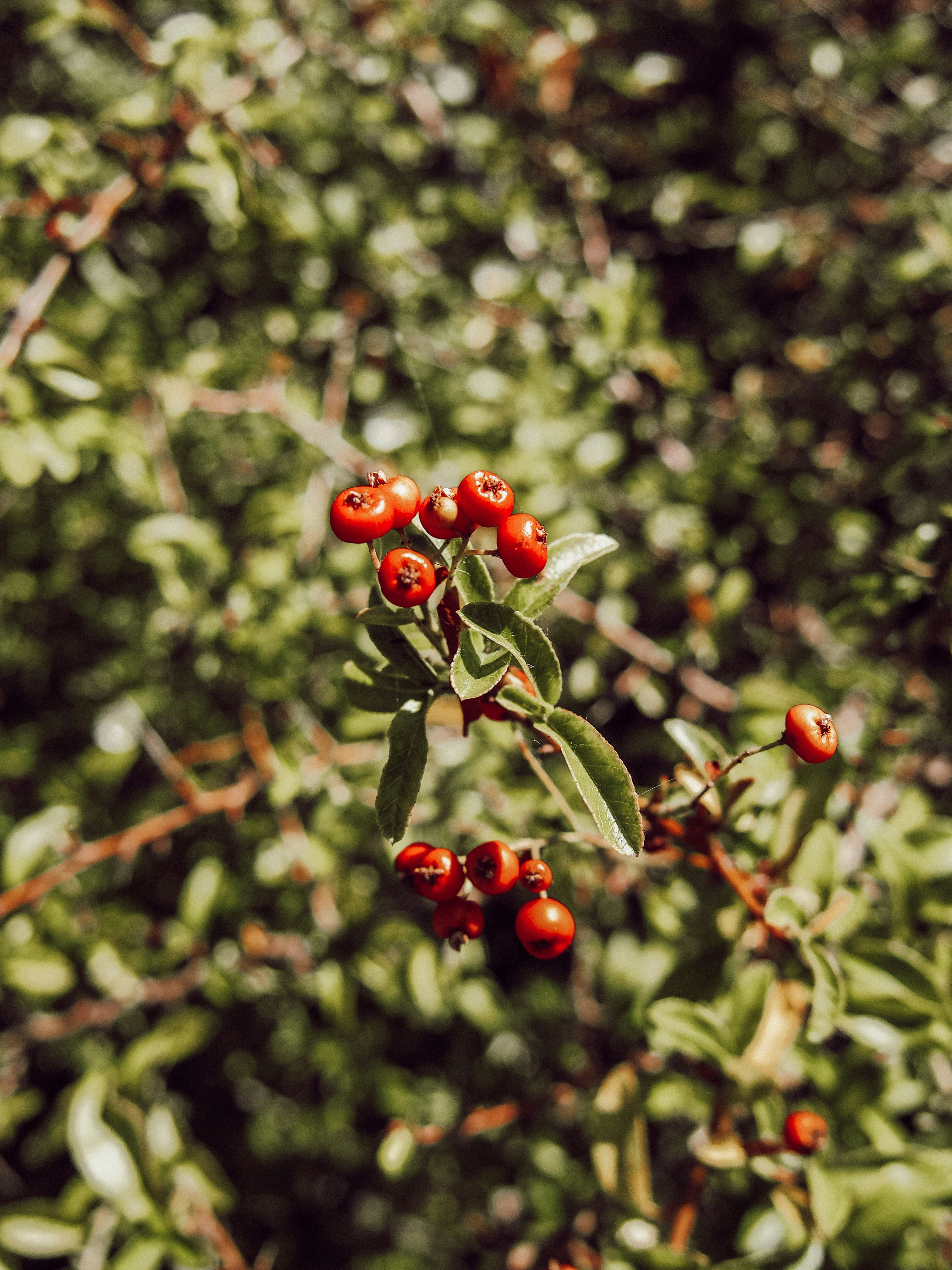 Fruits ronds rouges dans une lentille à bascule photo – Image gratuite ...