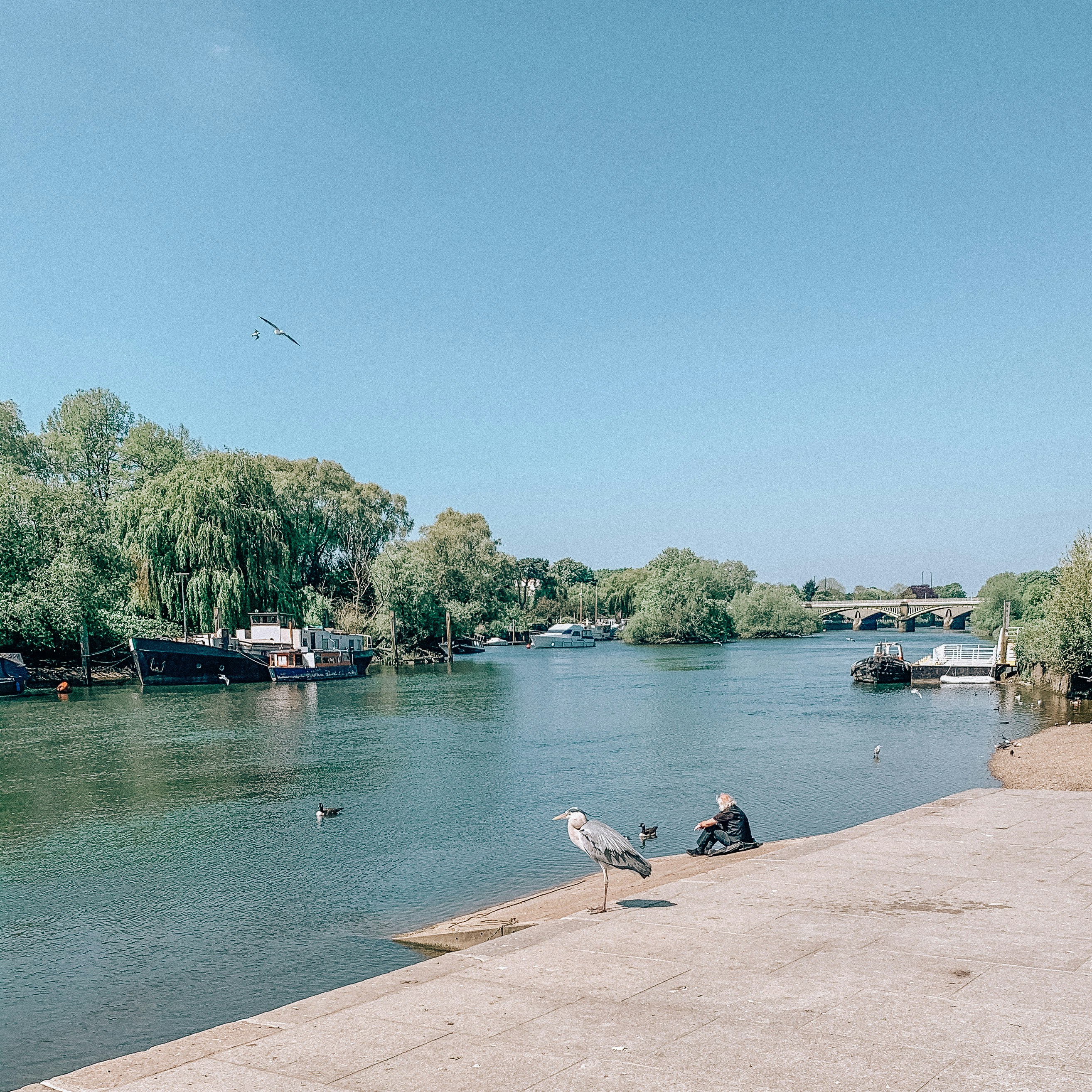A tranquil riverside scene featuring a seagull and a person sitting on the bank, surrounded by lush greenery and boats. The clear blue sky enhances the peaceful atmosphere.