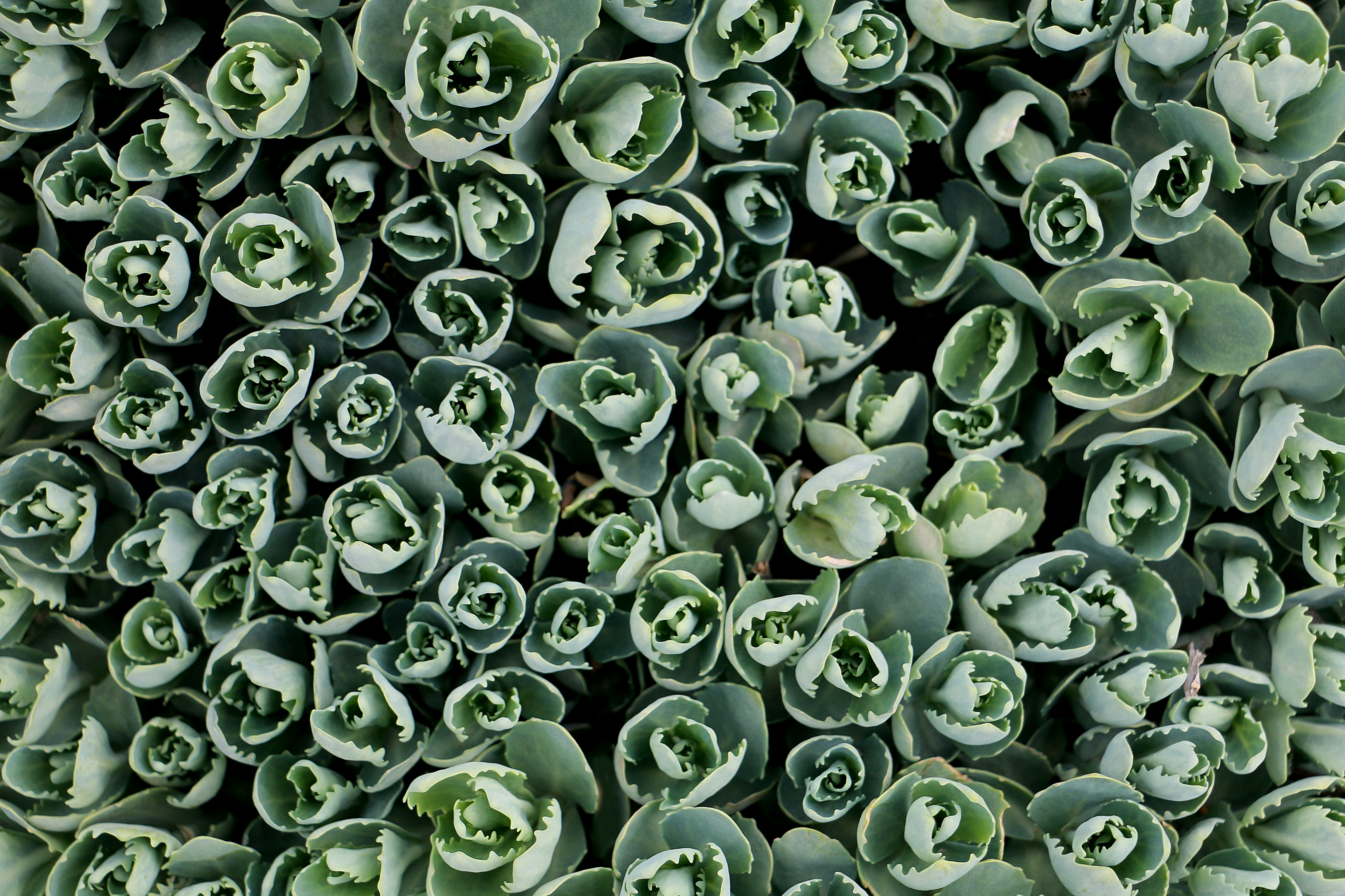 Verdant Spirals: A Tight Close-Up of Succulent Rosettes