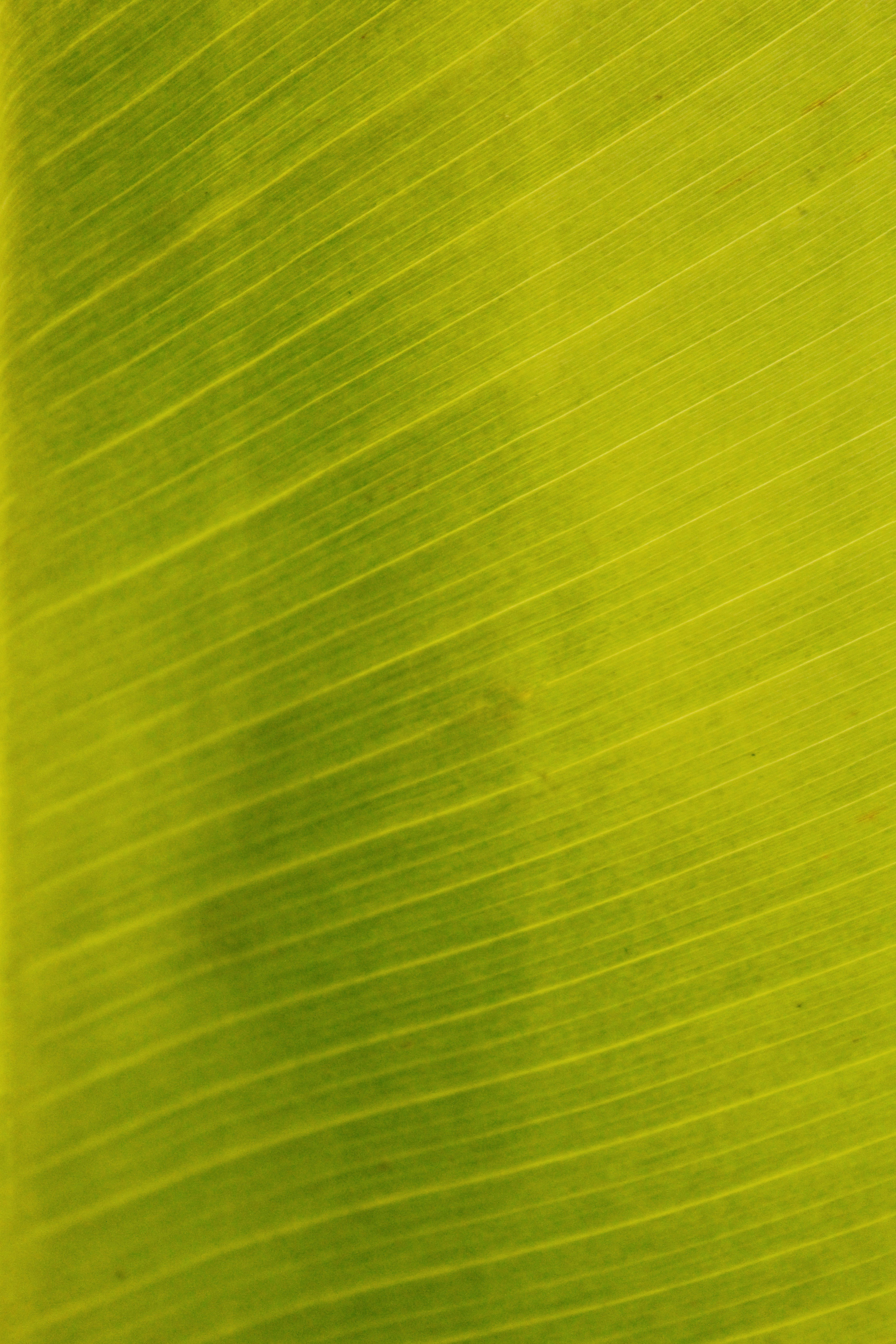 Sunlit Veins: Macro Portrait of a Leaf's Subtle Striations
