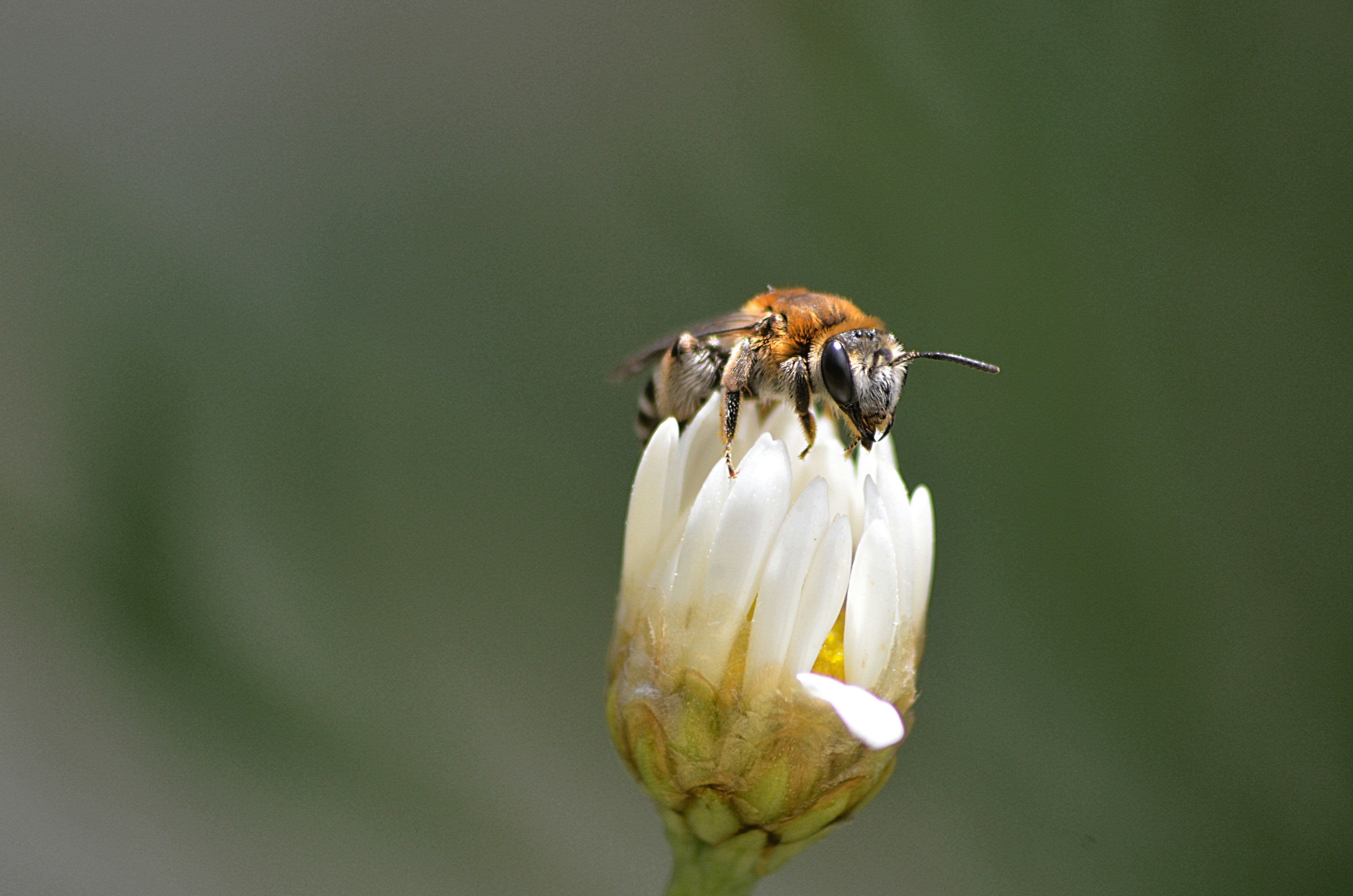 Closeup of a bee on a flower inside the nature garden 