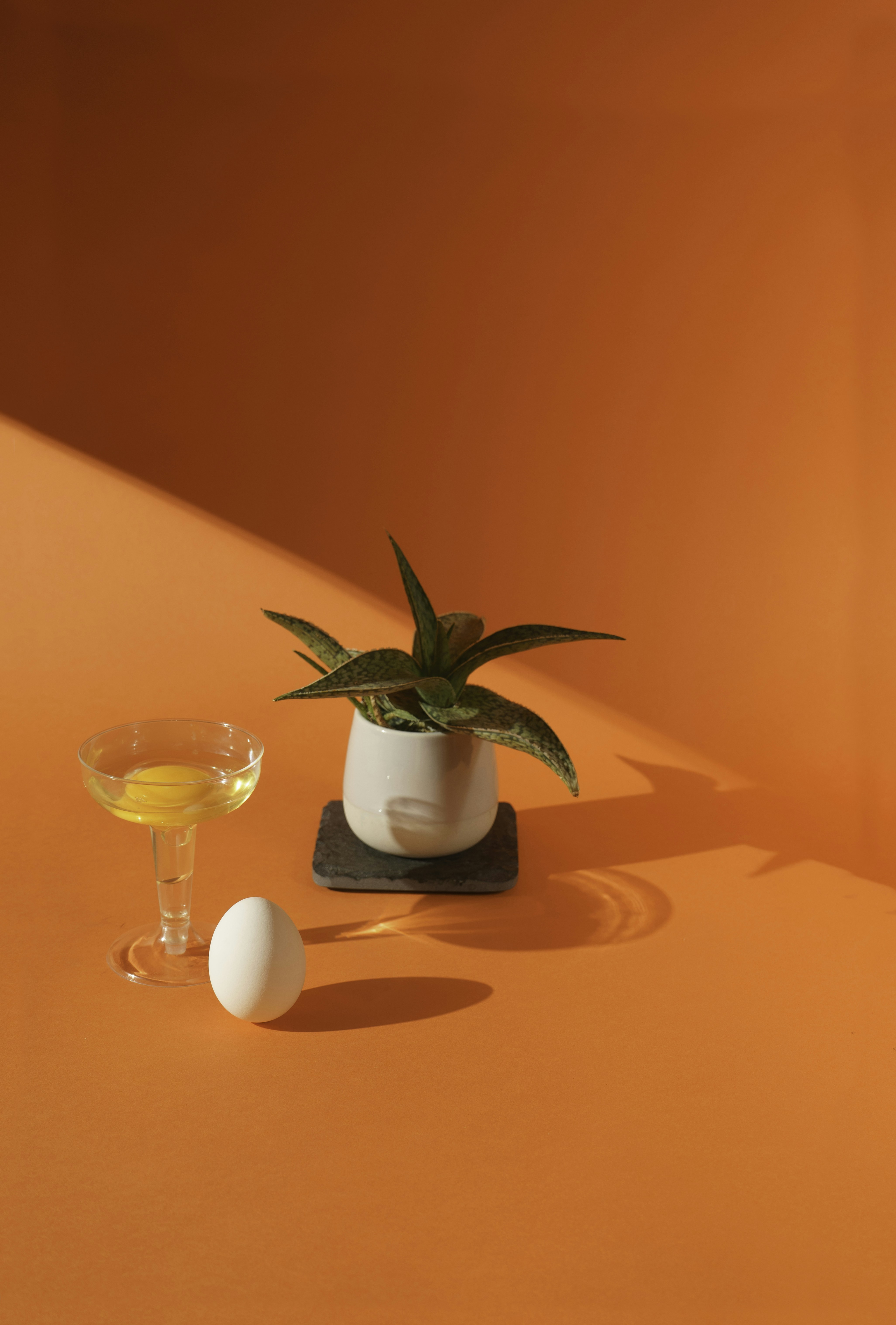 A plant and eggs with a simple orange background