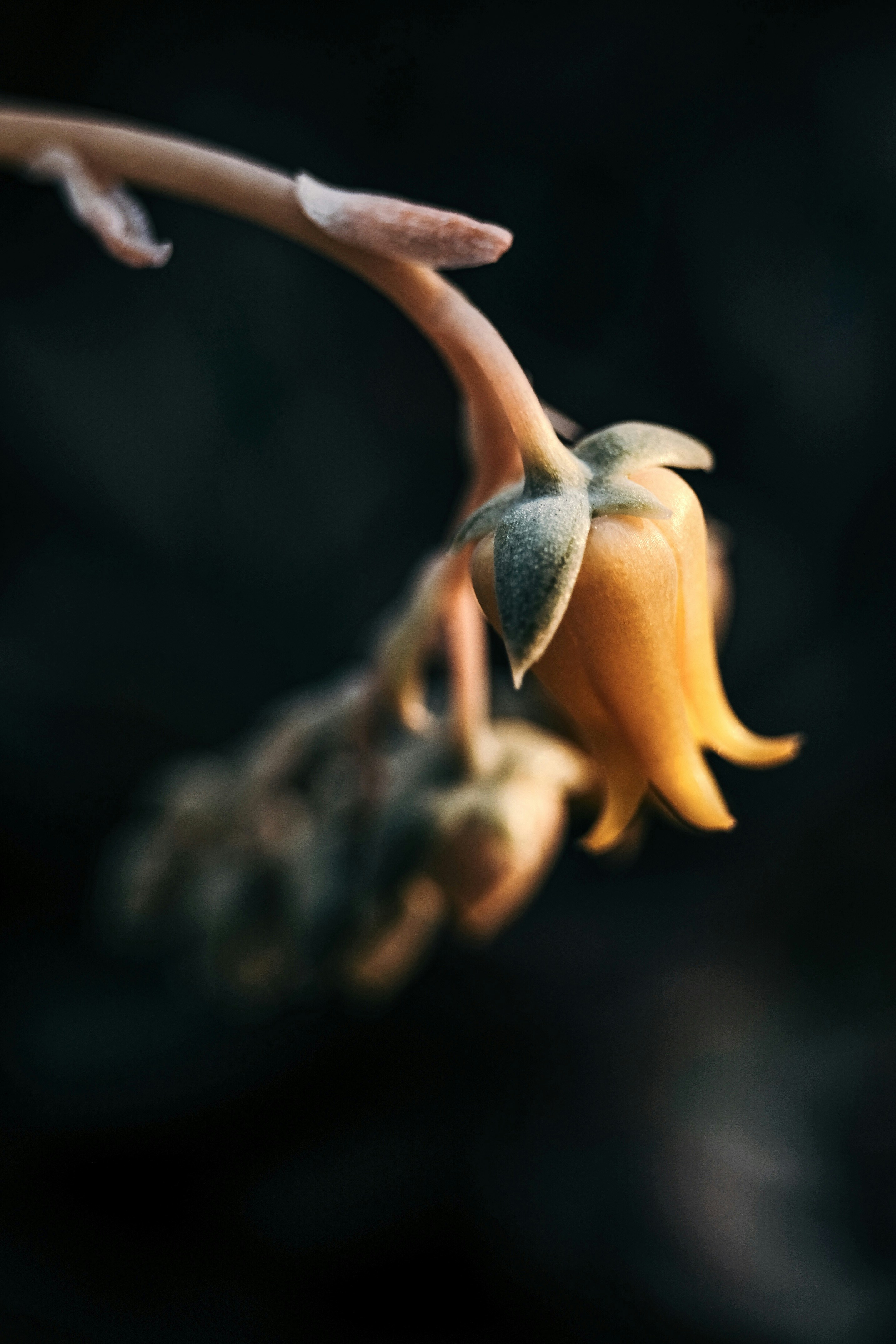Succulent plant flowers