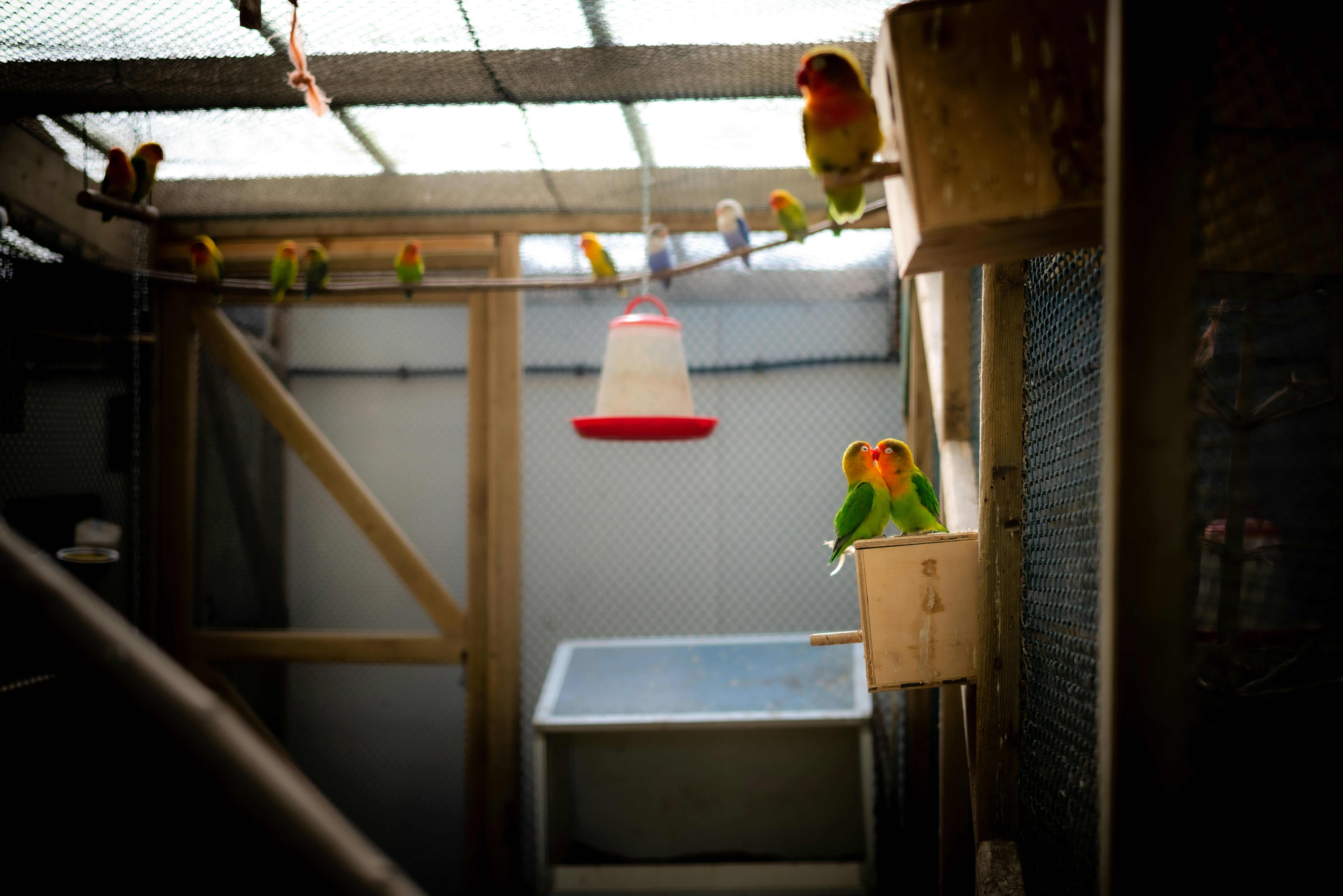 Lovebirds enjoying each others company