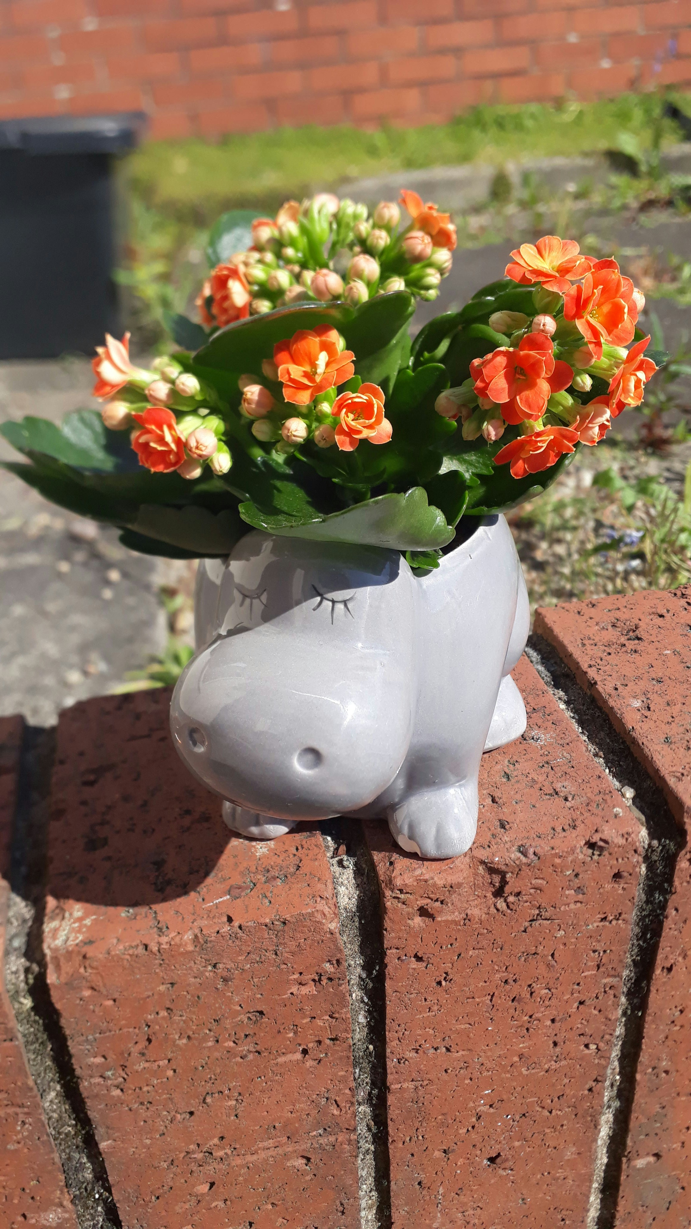 A charming gray hippo planter filled with vibrant orange flowers, set against a rustic brick wall. The playful design adds a touch of whimsy to the outdoor setting.