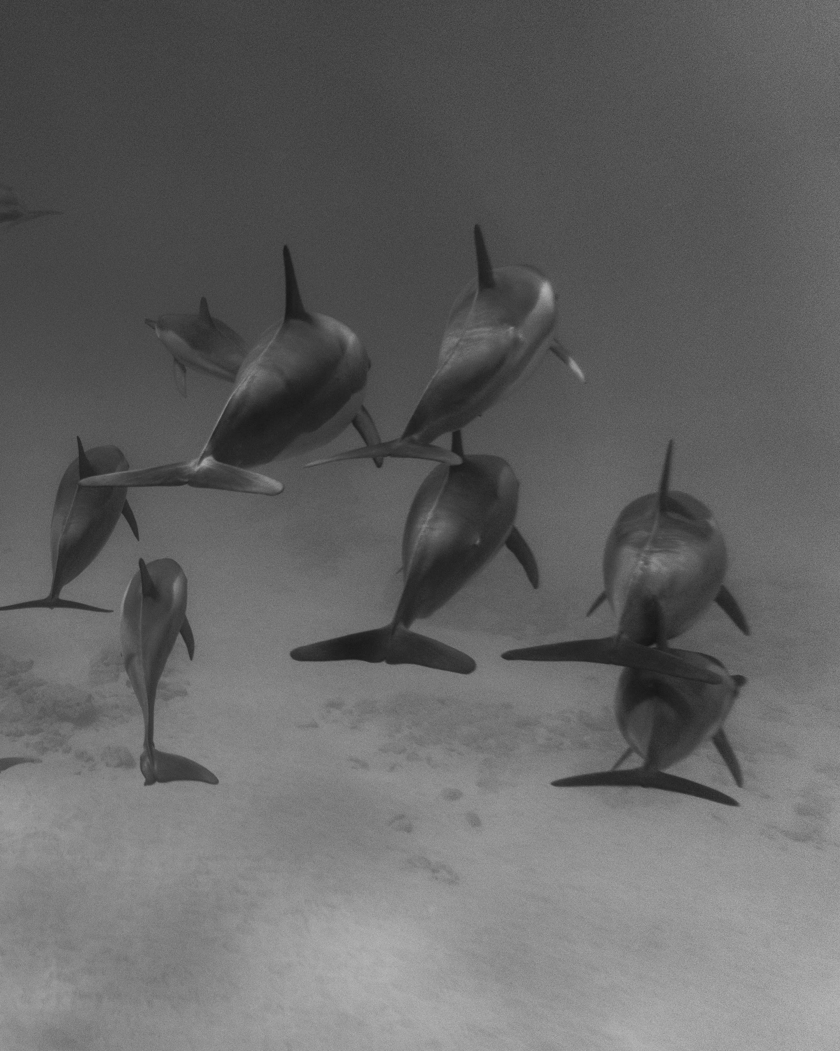 Foto Foto en escala de grises de 3 delfines – Imagen Gris gratis en ...