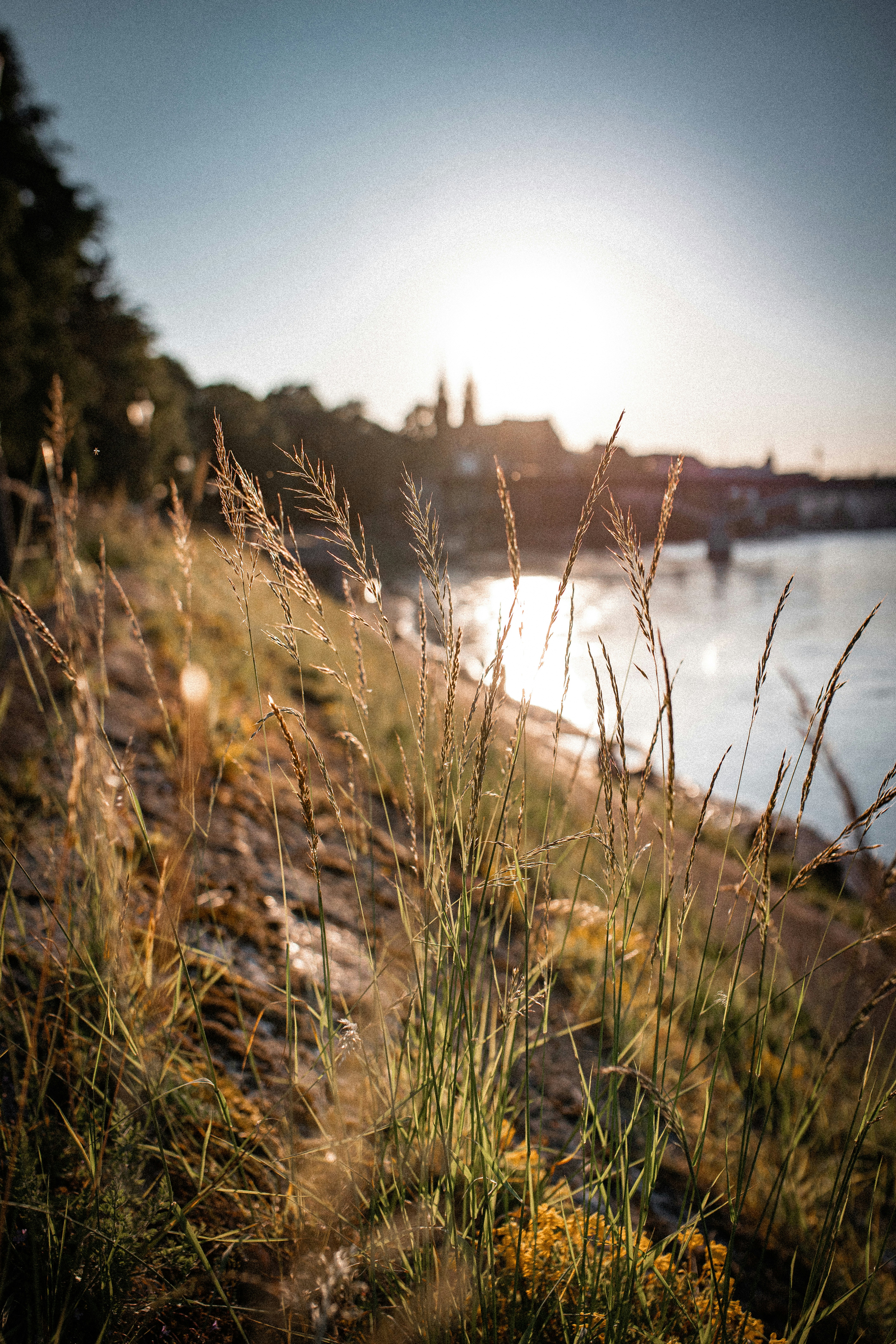 Tall grasses sway gently along the riverbank as the sun sets, casting a warm glow over the water's surface.