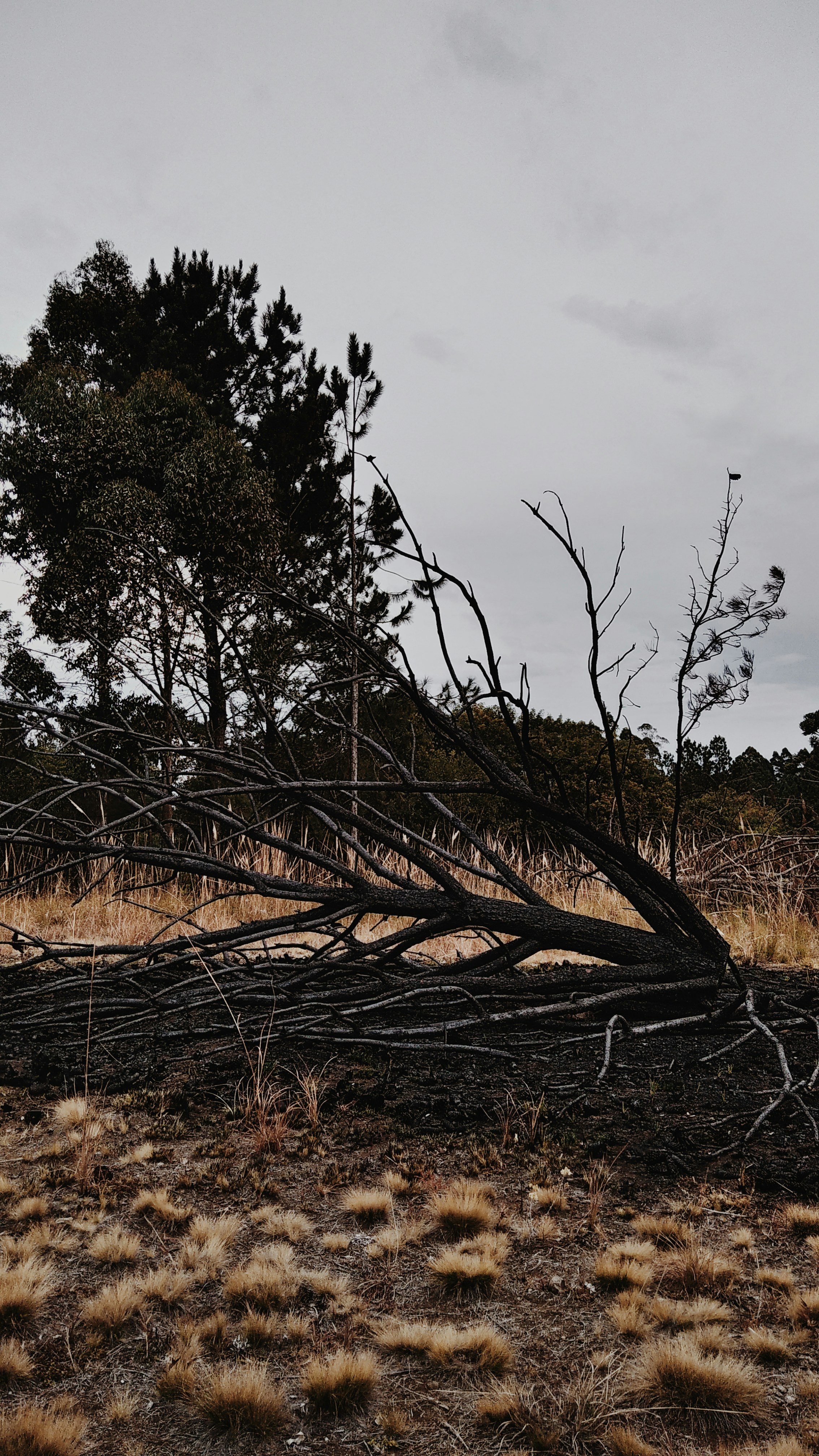 Fallen Behemoth: A Darkened Woodland Cast Under Quiet Skies