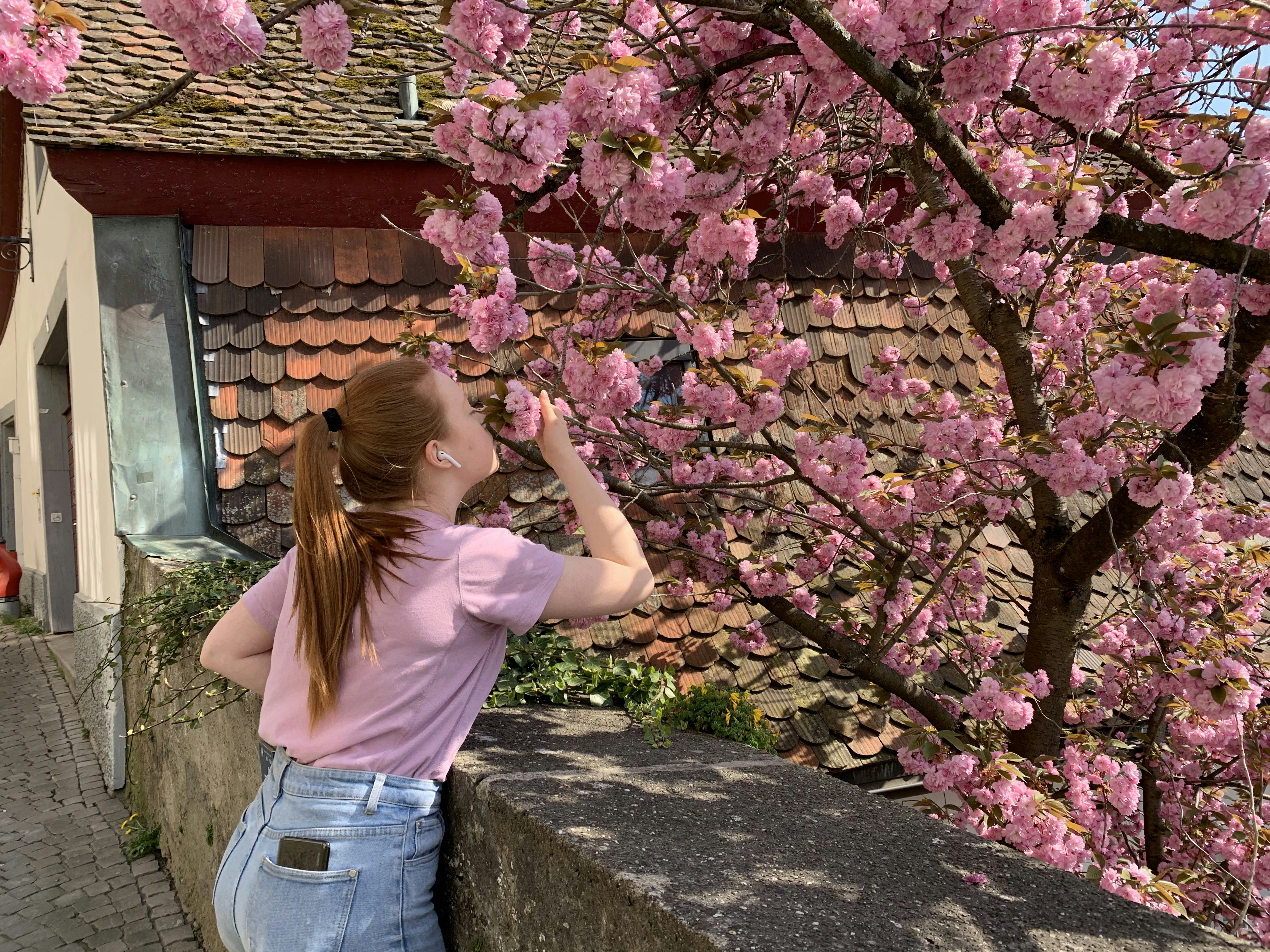 Petal Reach: A Pink Moment by the Courtyard