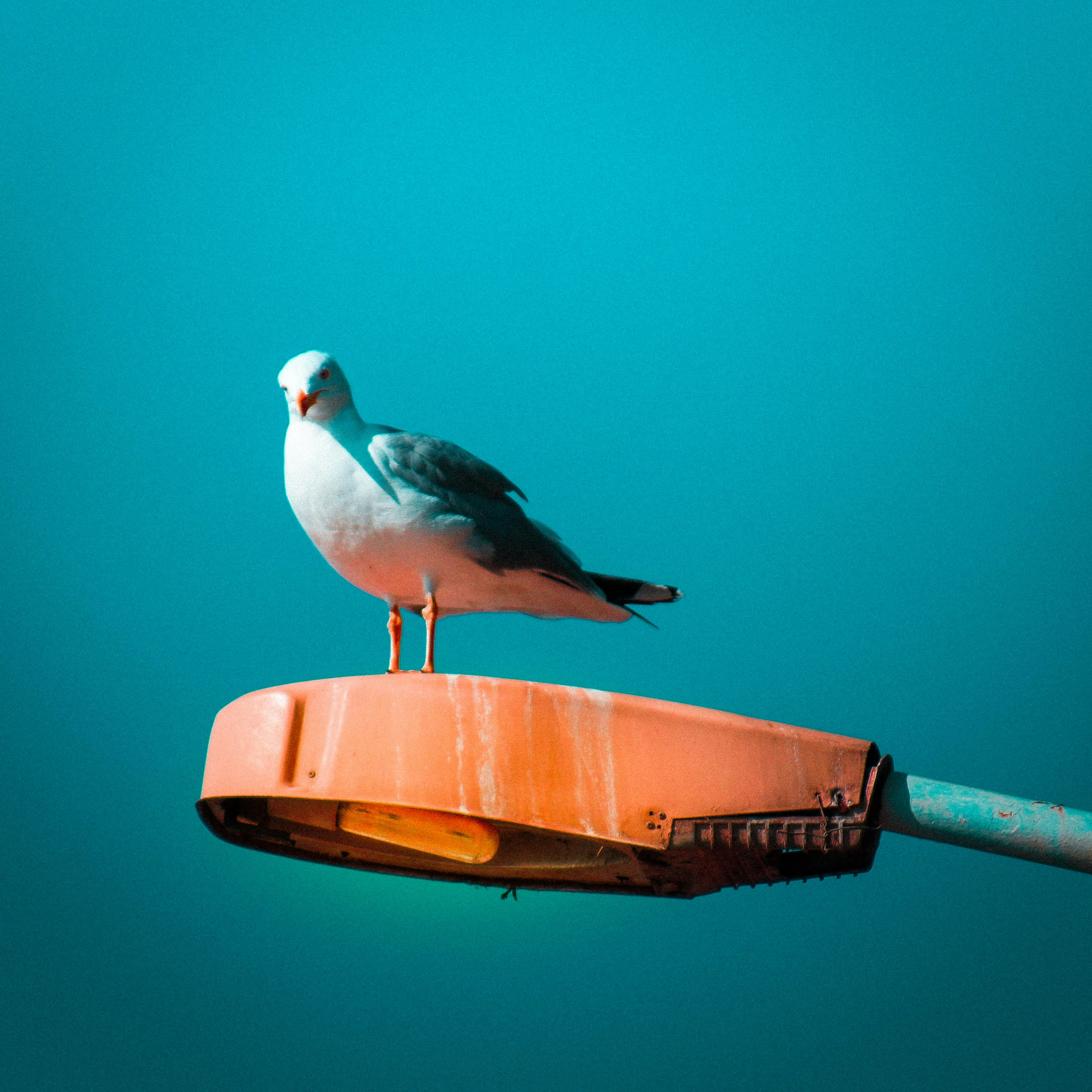 A seagull perched confidently on a weathered streetlamp against a vibrant turquoise sky.