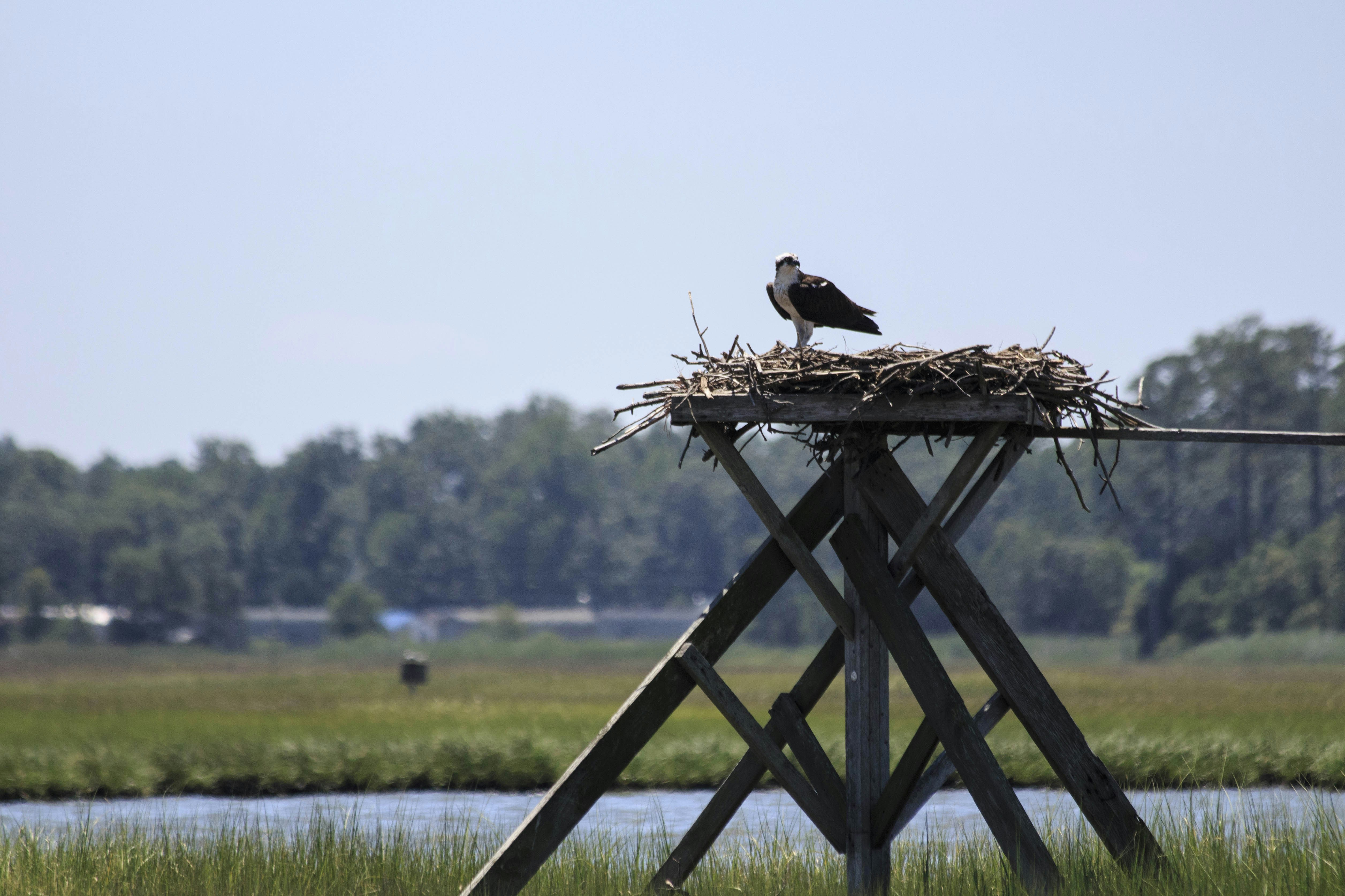 Osprey perched on a nest atop a wooden platform in a marshy landscape under a clear sky.
