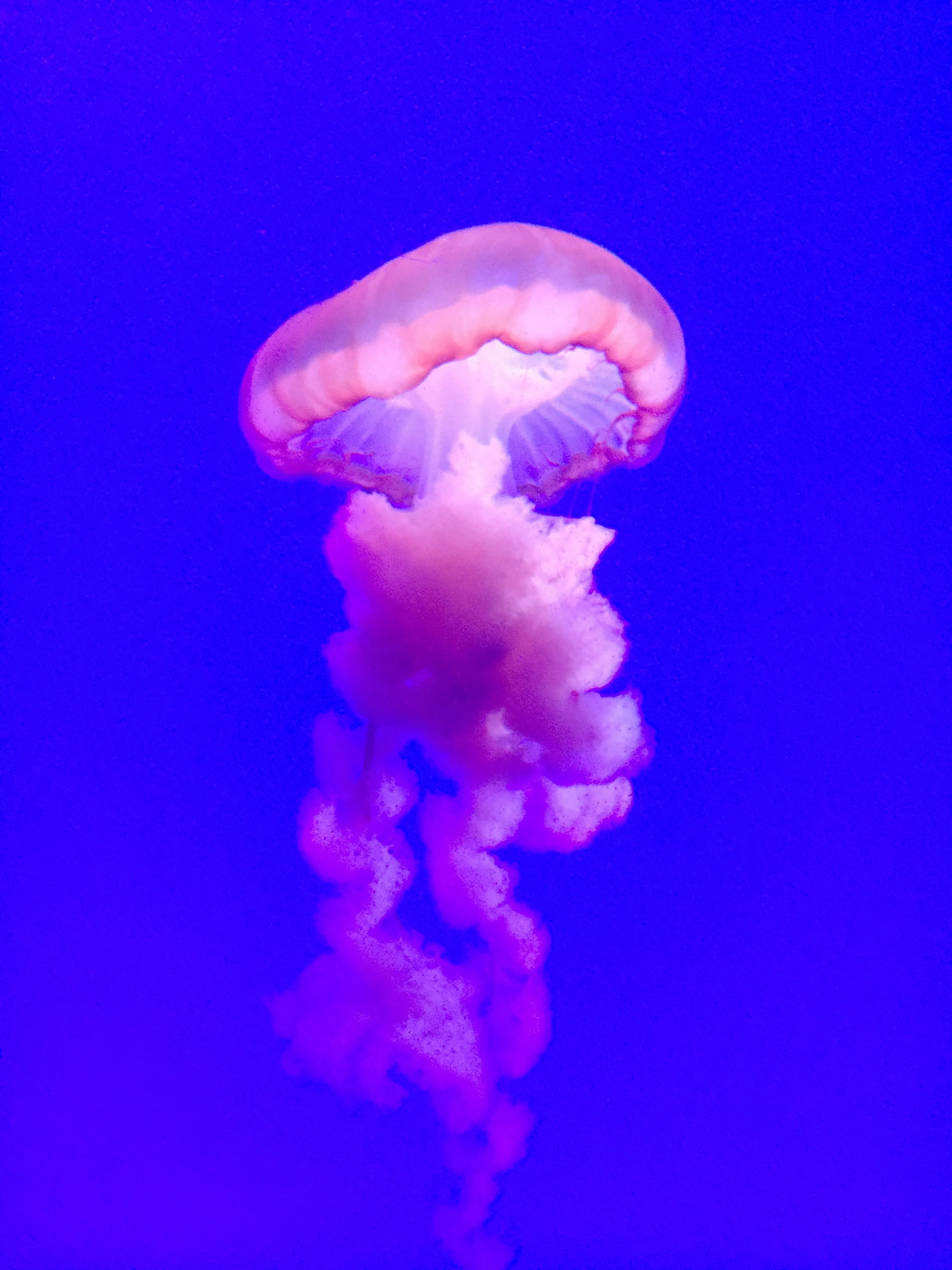 Jellyfire Pulse: Neon Jellyfish Ascendant in Violet Void