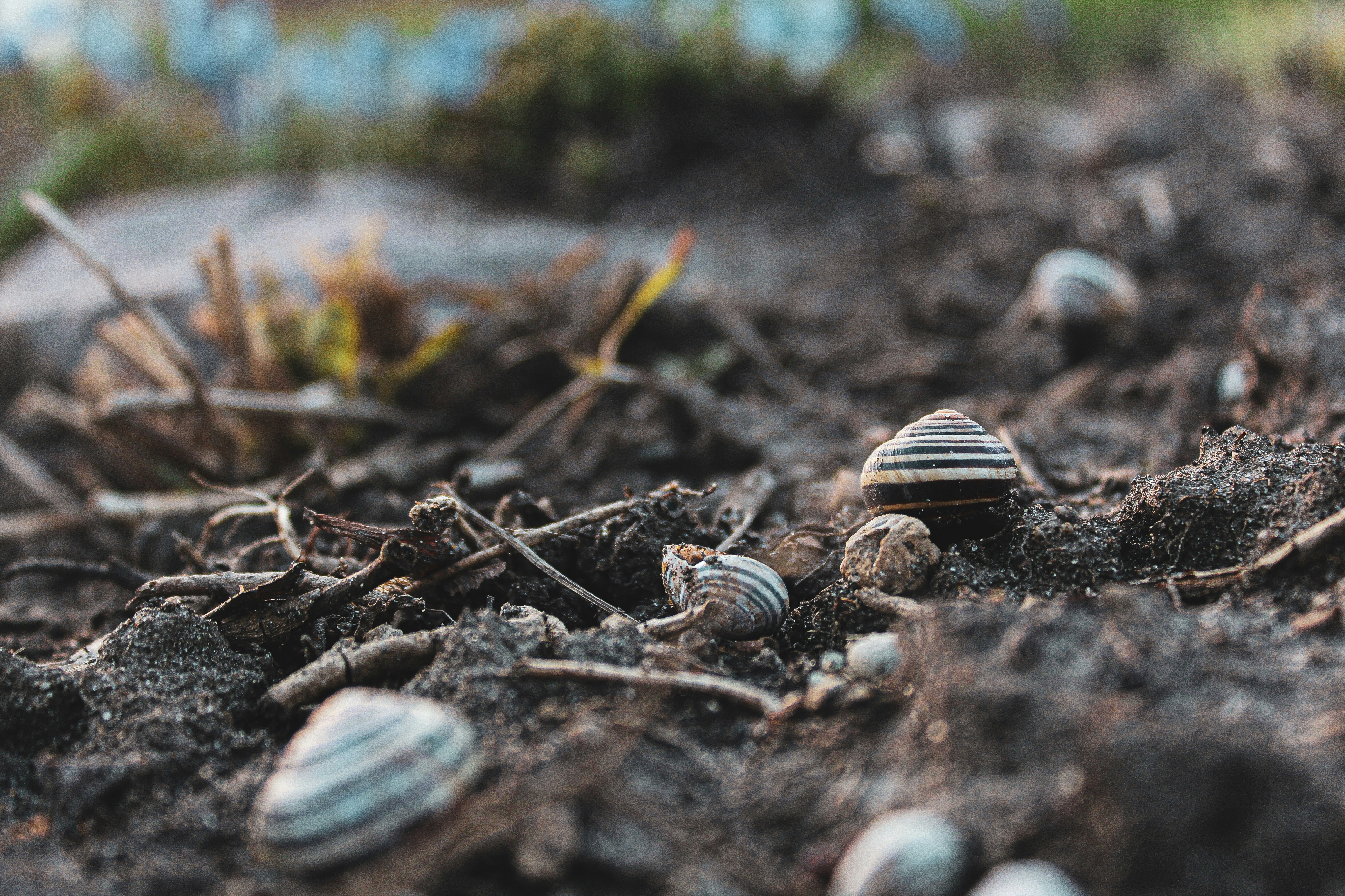 Tiny Shells, Rich Soil: A Ground-Level Conversation with the Shore