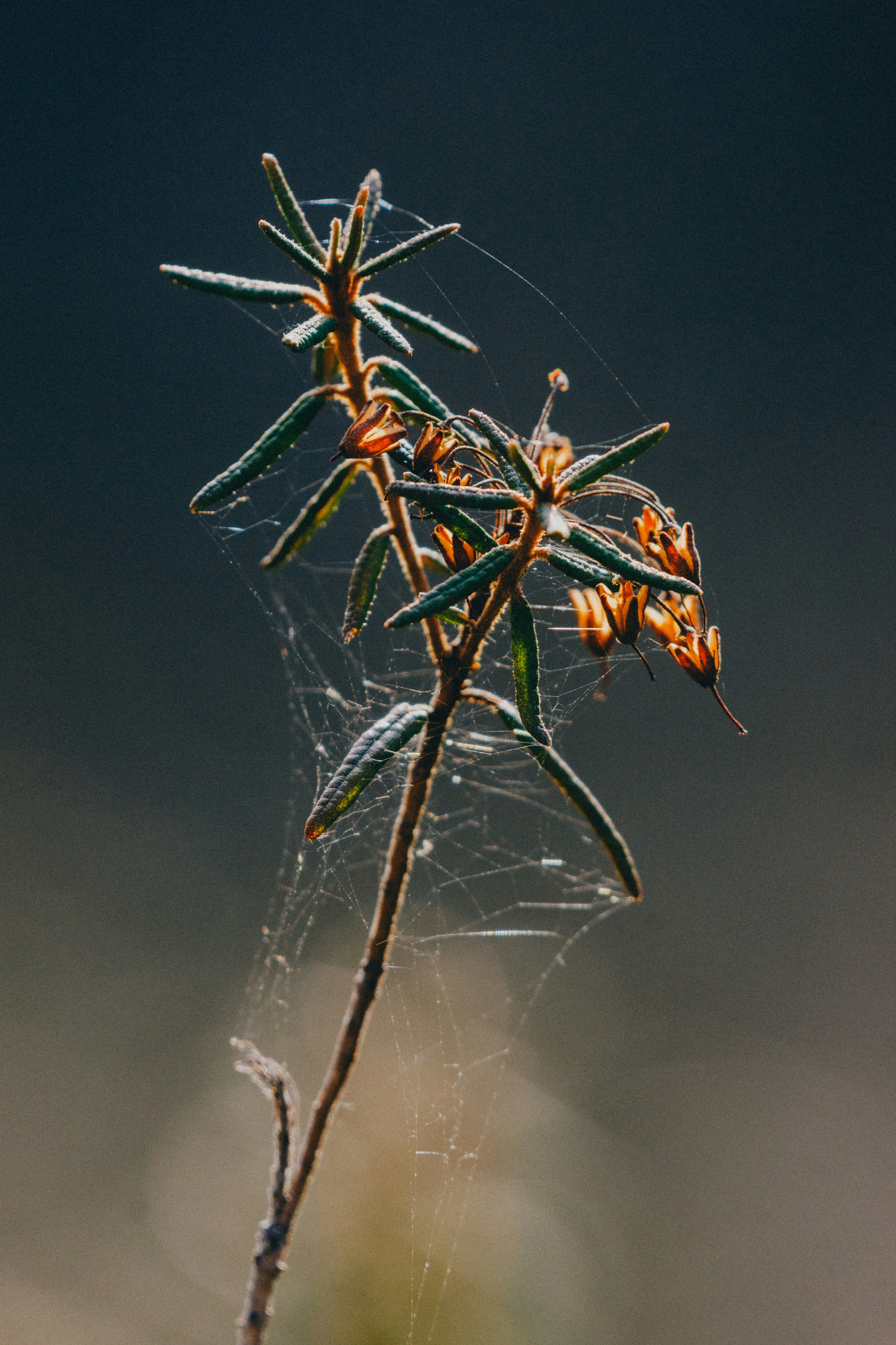 Spider Silk Sentinel: Frosty Leaves in a Quiet Meadow