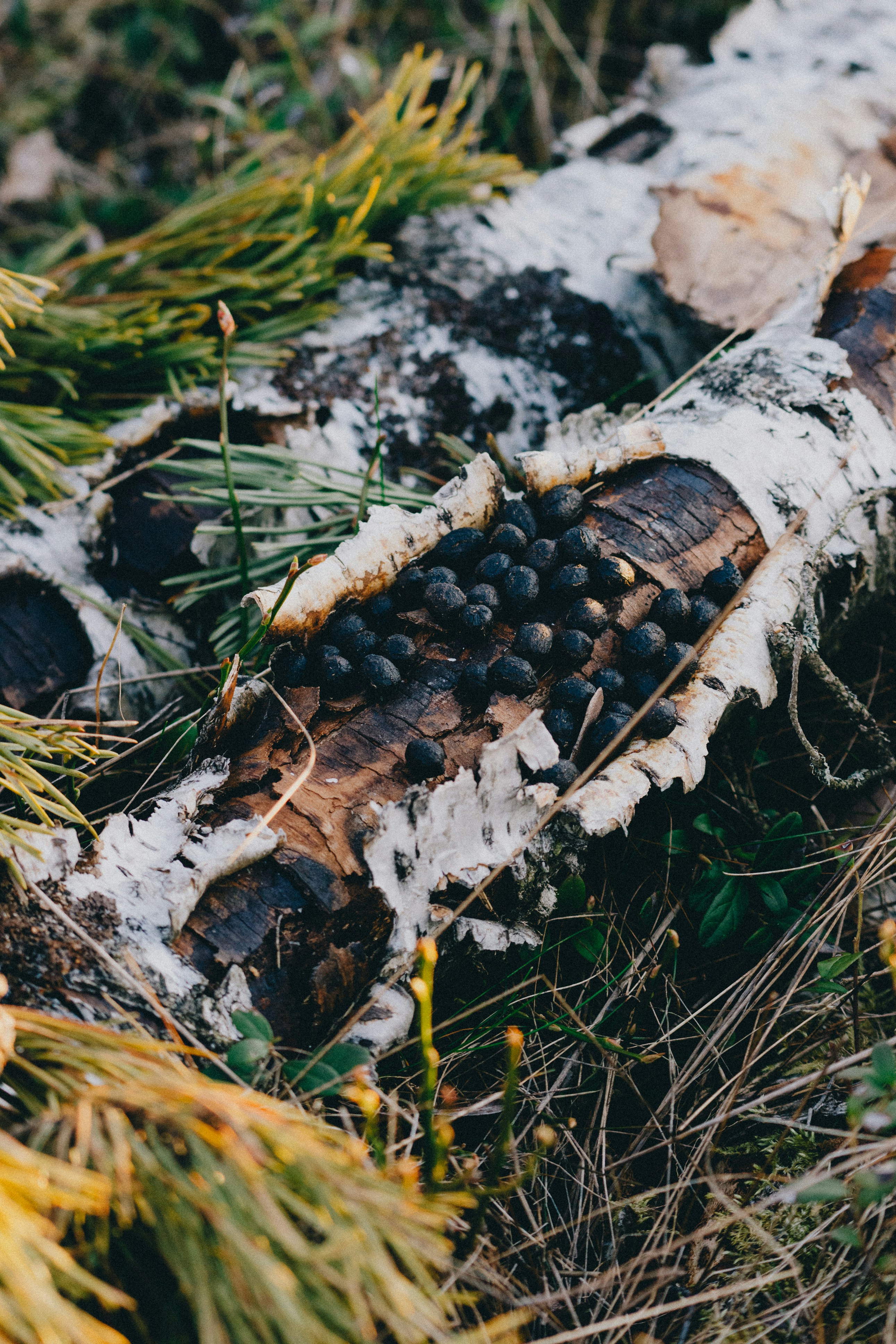Close-up view of a decaying log adorned with dark fungi, surrounded by vibrant greenery. The intricate textures and colors highlight the cycle of life in a forest ecosystem.