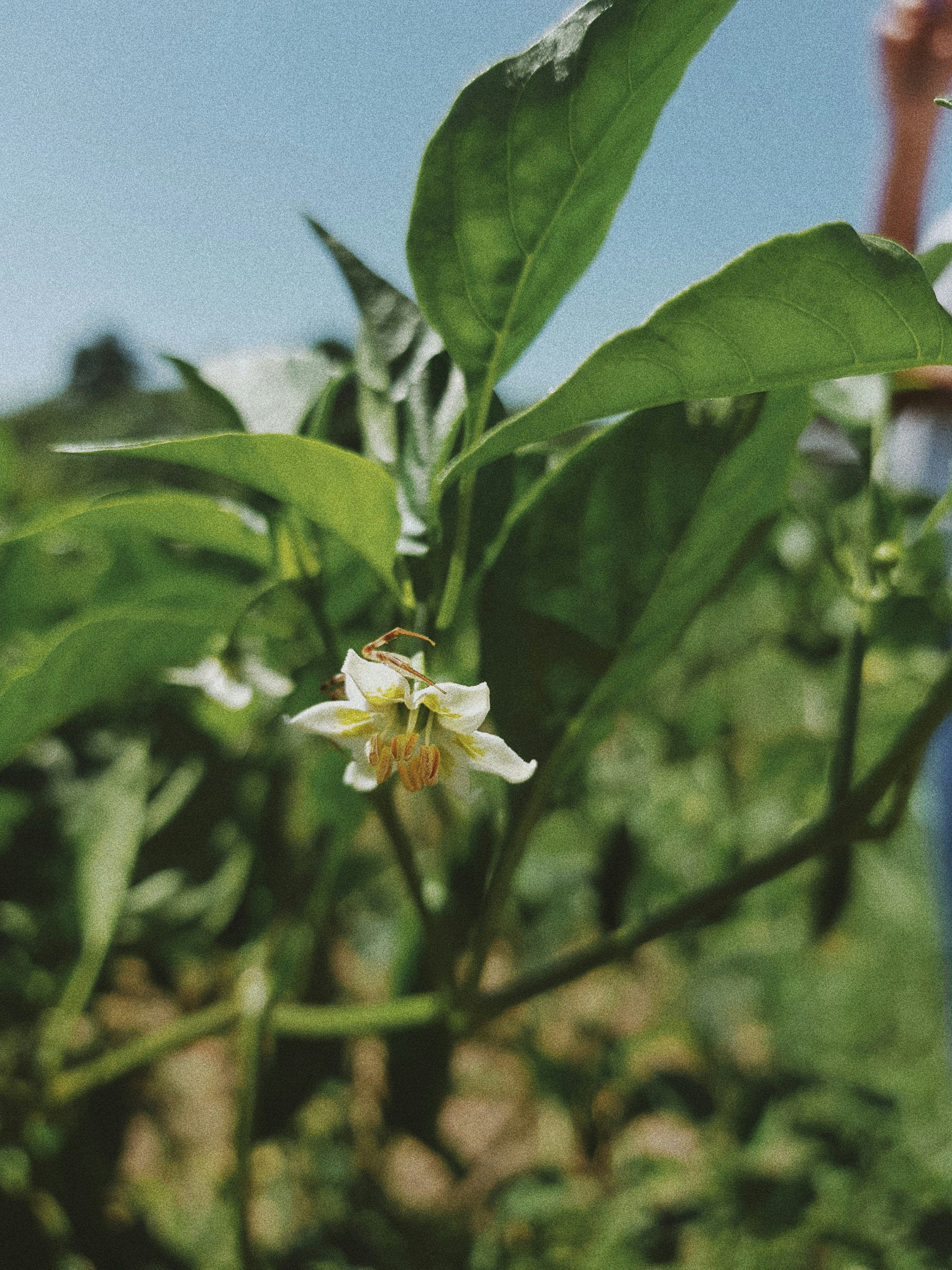 Blooming Spotlight: a lone white flower amid sunlit green tendrils