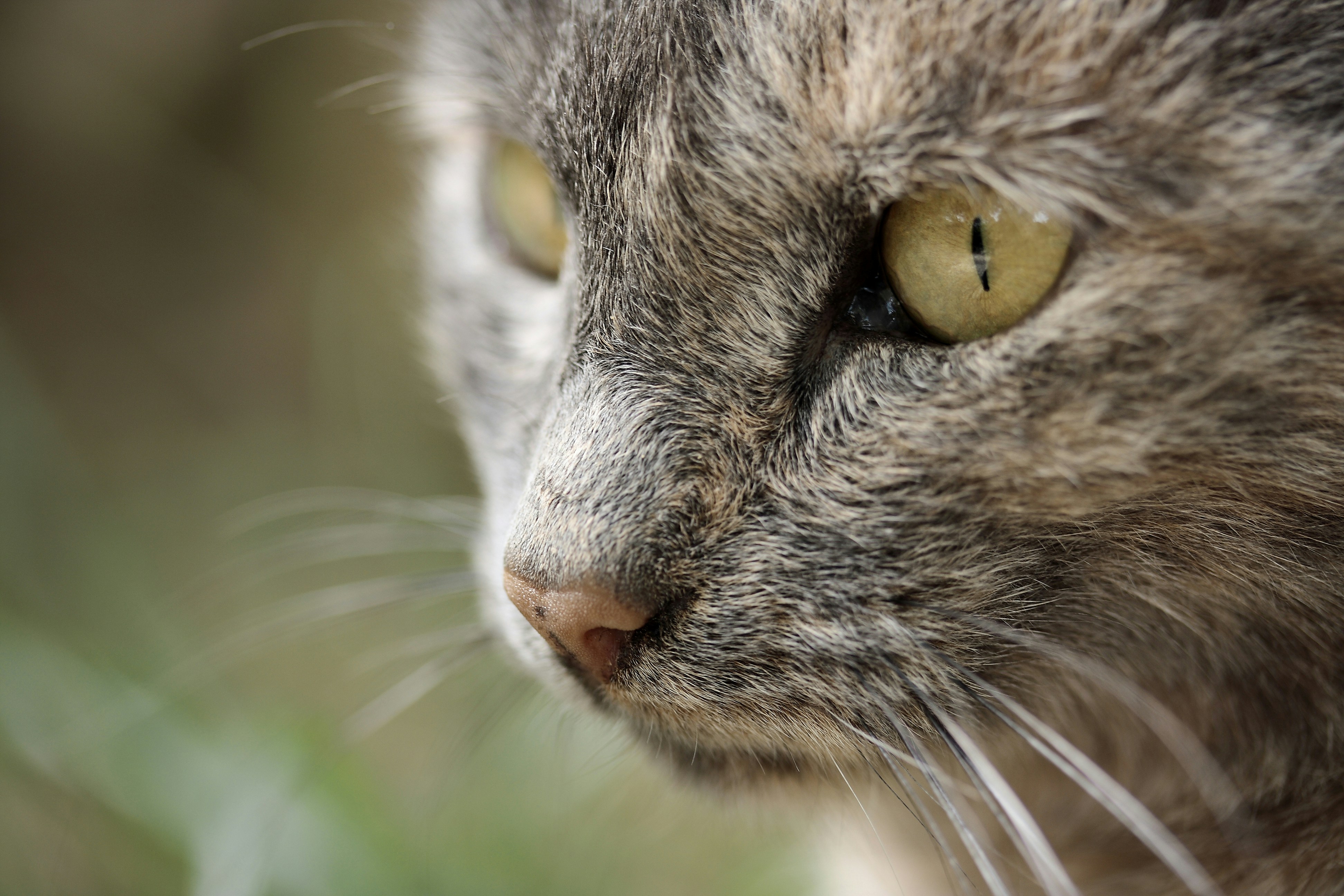 Close-up of a cat's face, highlighting its striking green eyes and detailed fur texture. The image captures the essence of feline curiosity.