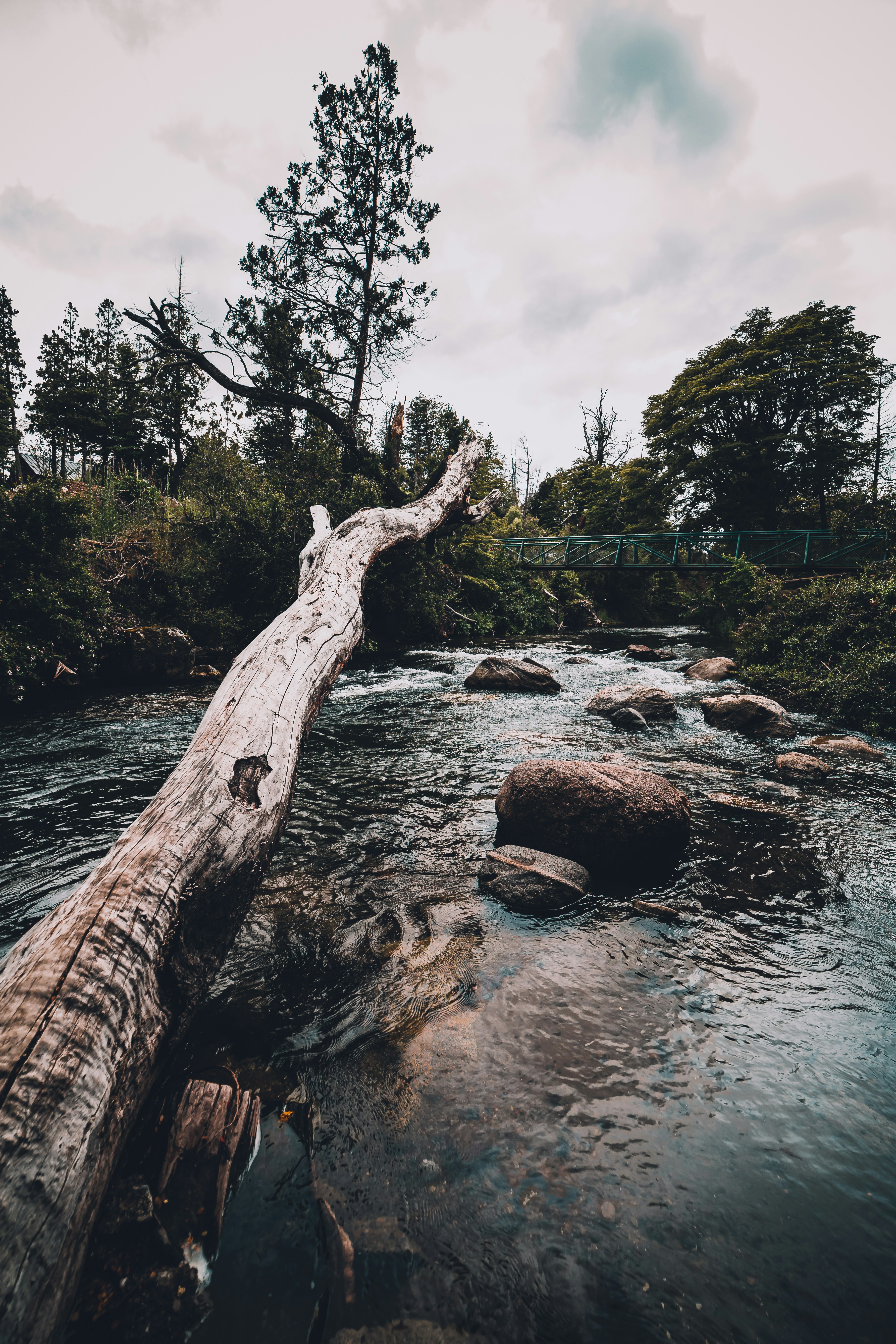 Brown tree log on river photo – Free Grey Image on Unsplash