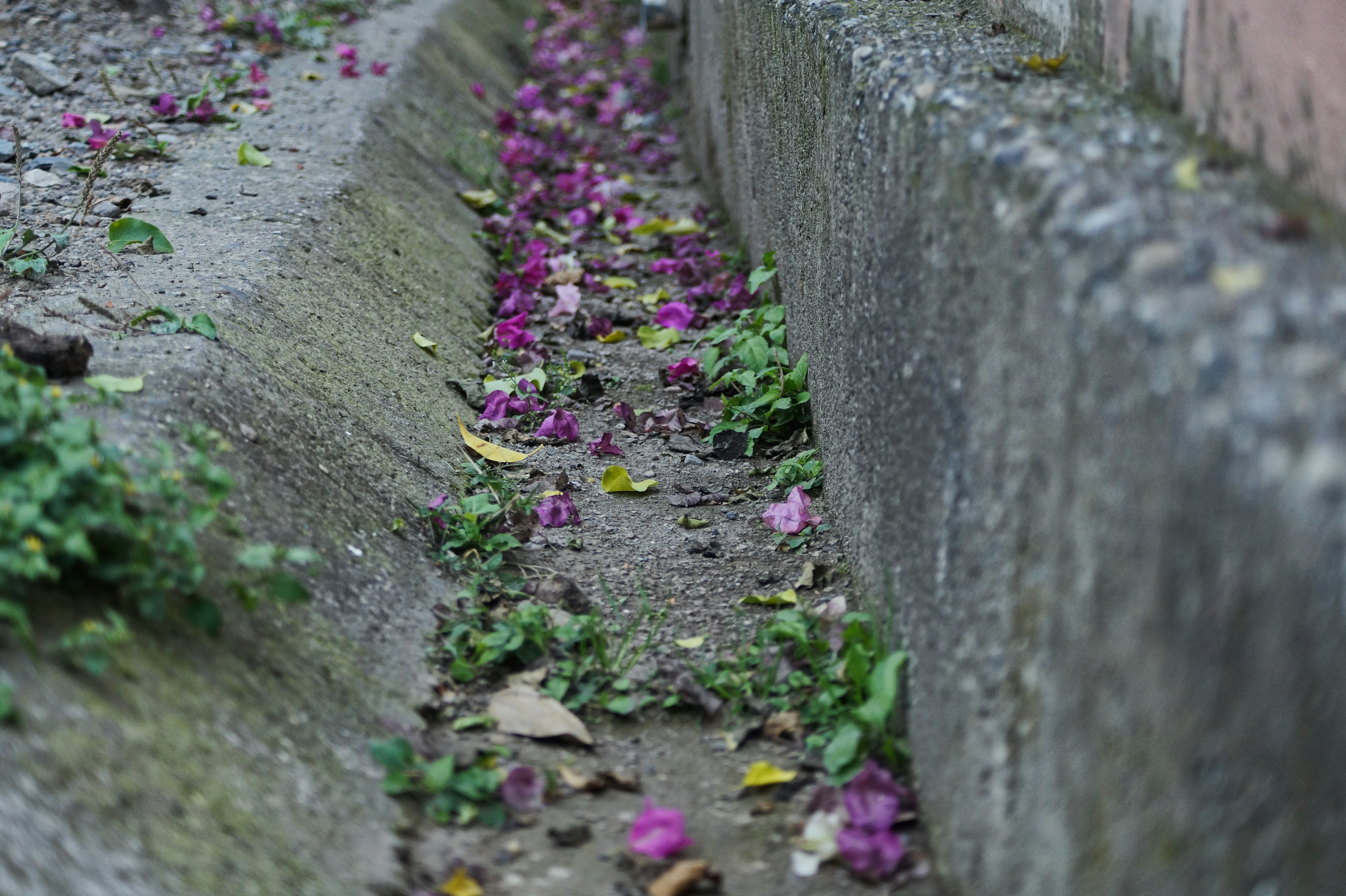 Vibrant petals and leaves scattered along a narrow concrete pathway, showcasing nature's delicate beauty amidst urban surroundings.