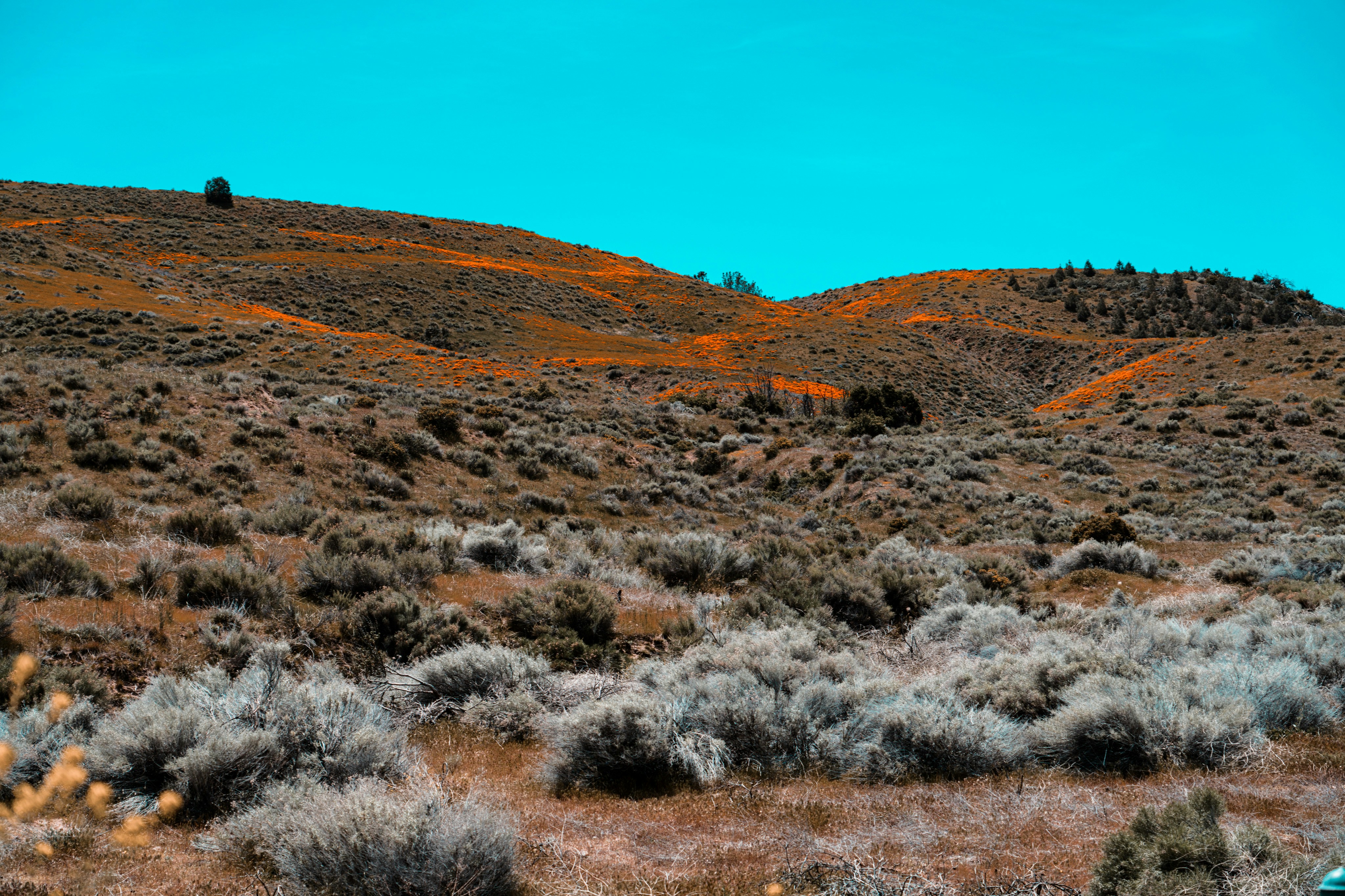 Lone Tree at the Crest: Desert Ridge Under a Cyan Sky