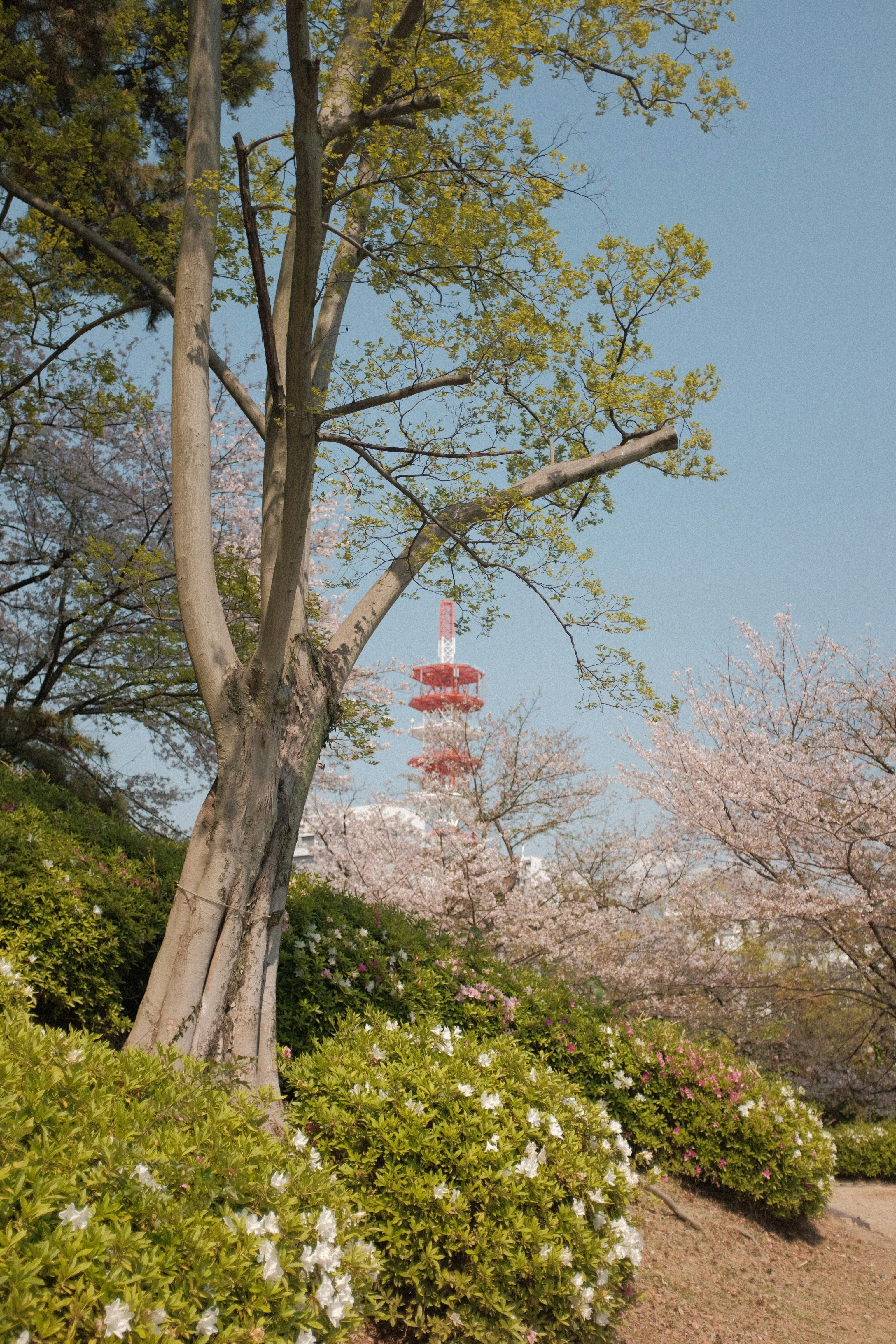 Spring Signals: The Red Tower Peering Through Cherry Blossoms
