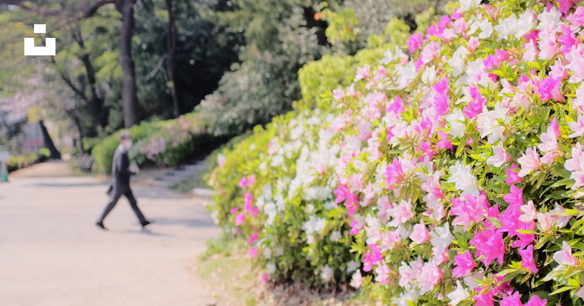 昼間は茶色の未舗装の道路にピンクと白の花を咲かせますの写真 Unsplashの城山公園の無料画像
