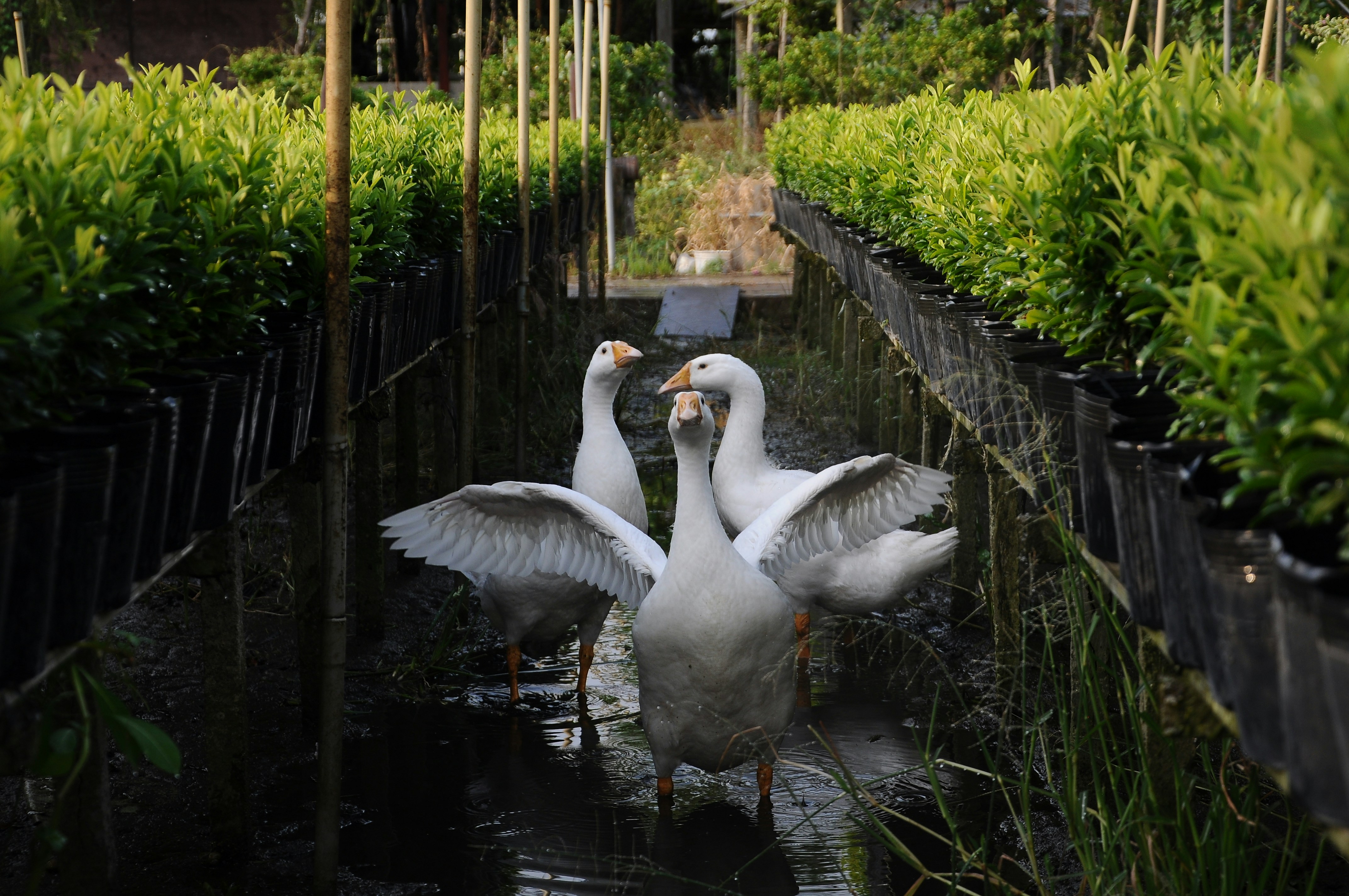 Two Mating Sentry Gulls in a Nursery Channel