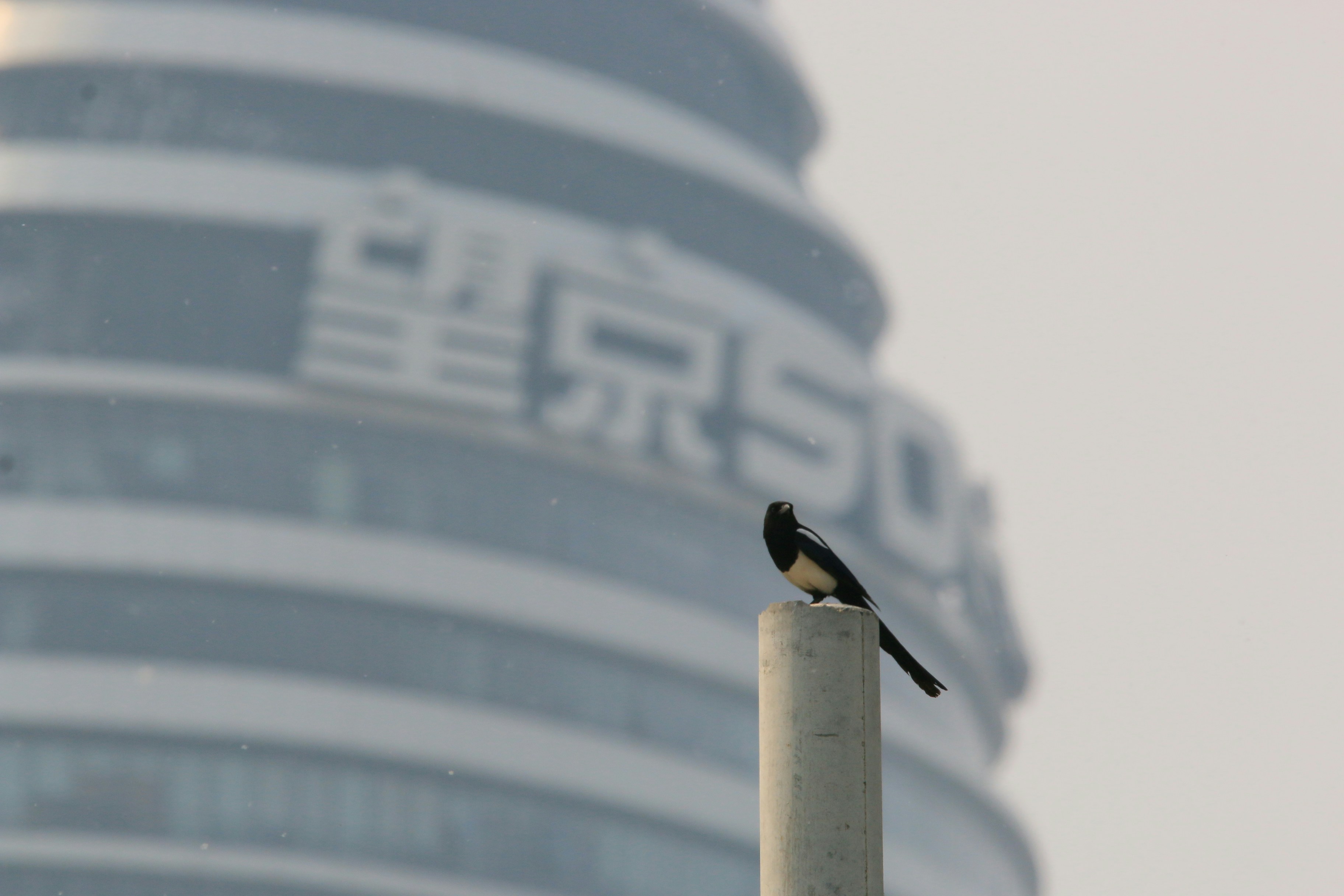 Magpie Sentinel on a Concrete Post Against a Blurred Urban Cylinder