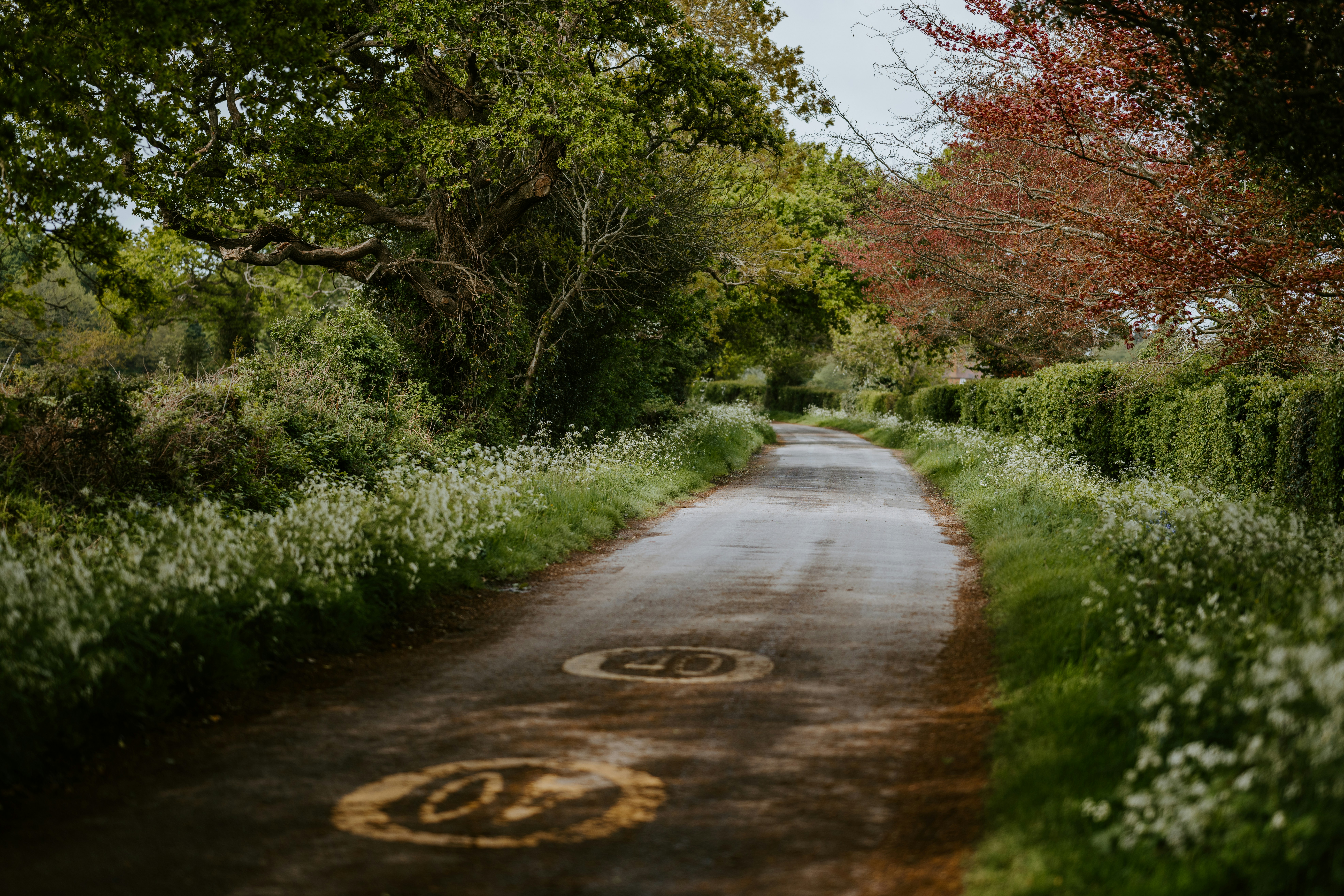 A serene country lane lined with wildflowers, featuring faded speed limit markings on the asphalt. The trees create a natural canopy overhead.