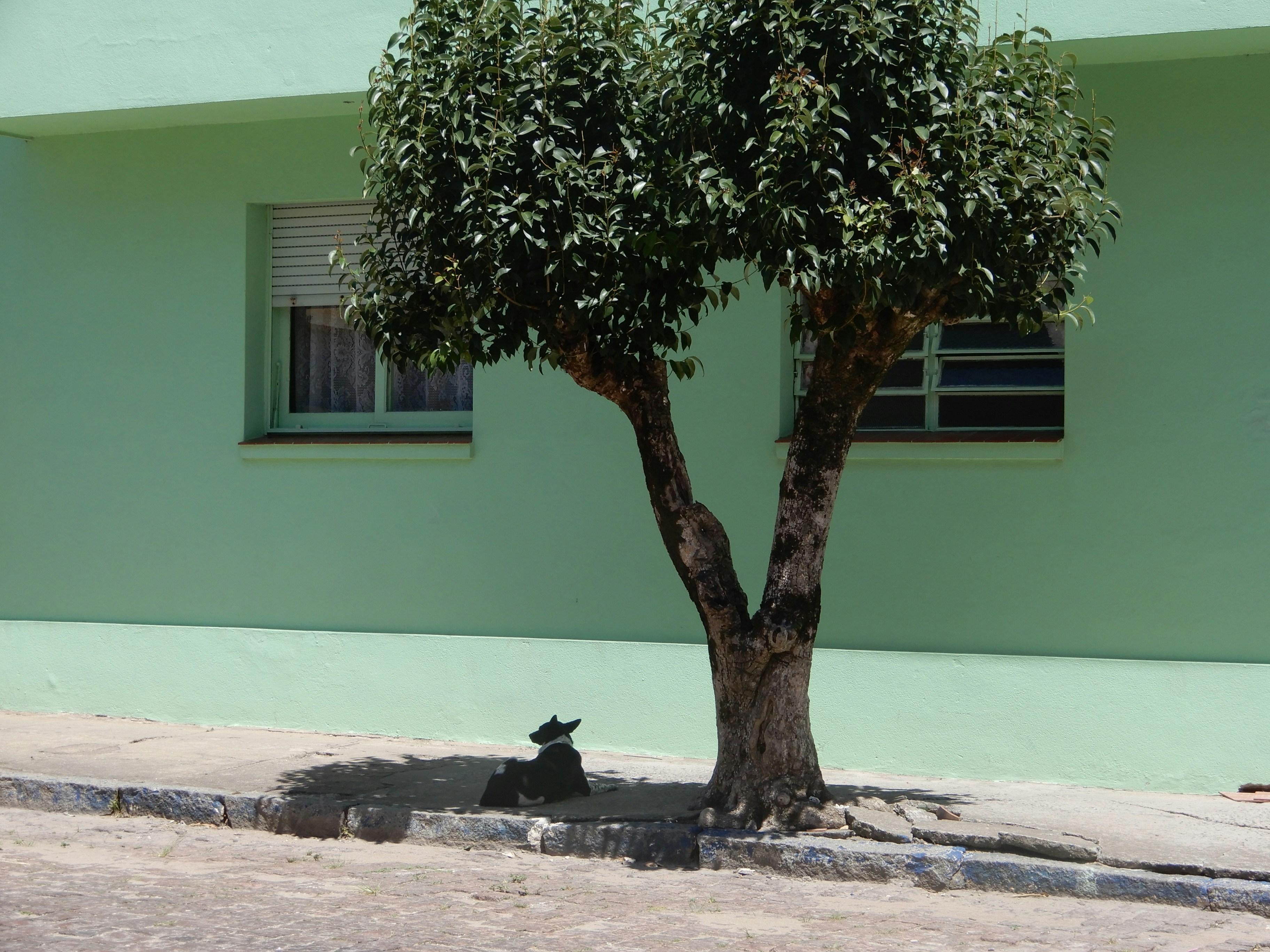 Tree at the Edge of a Minty Facade