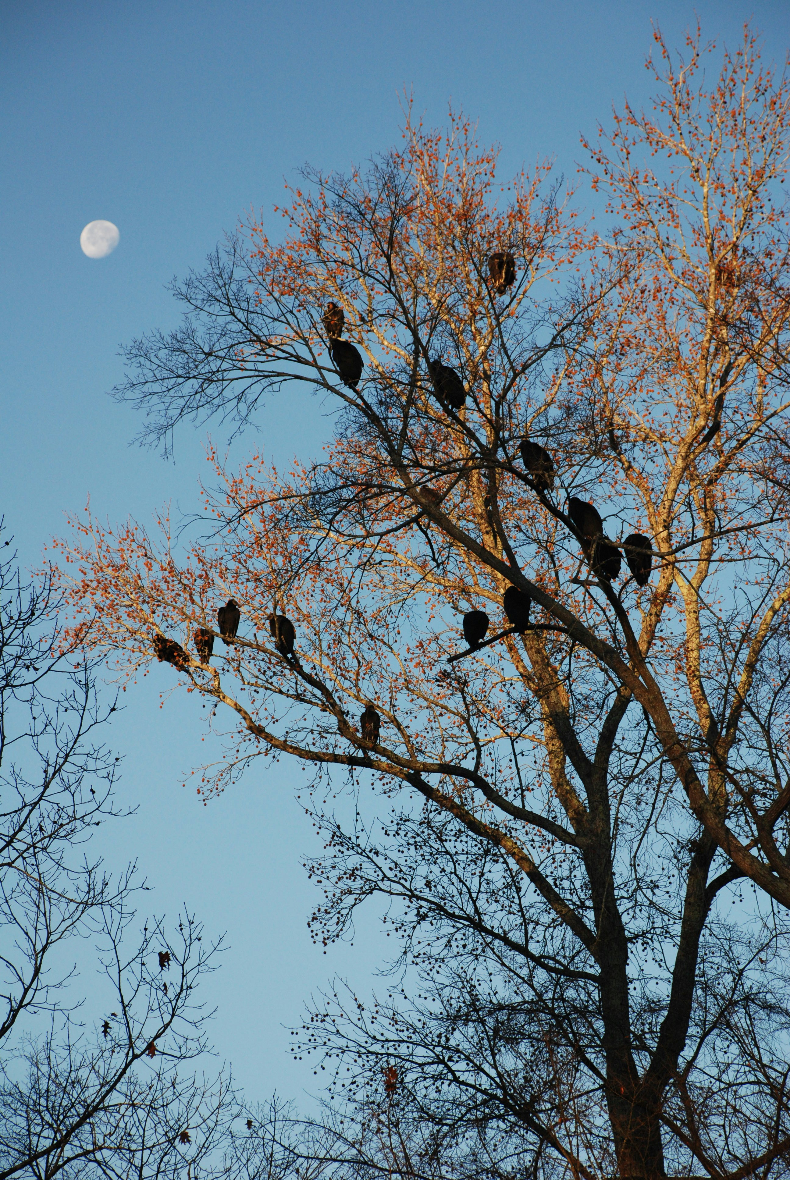 Moonlit Crow Chorus on a Winter Tree
