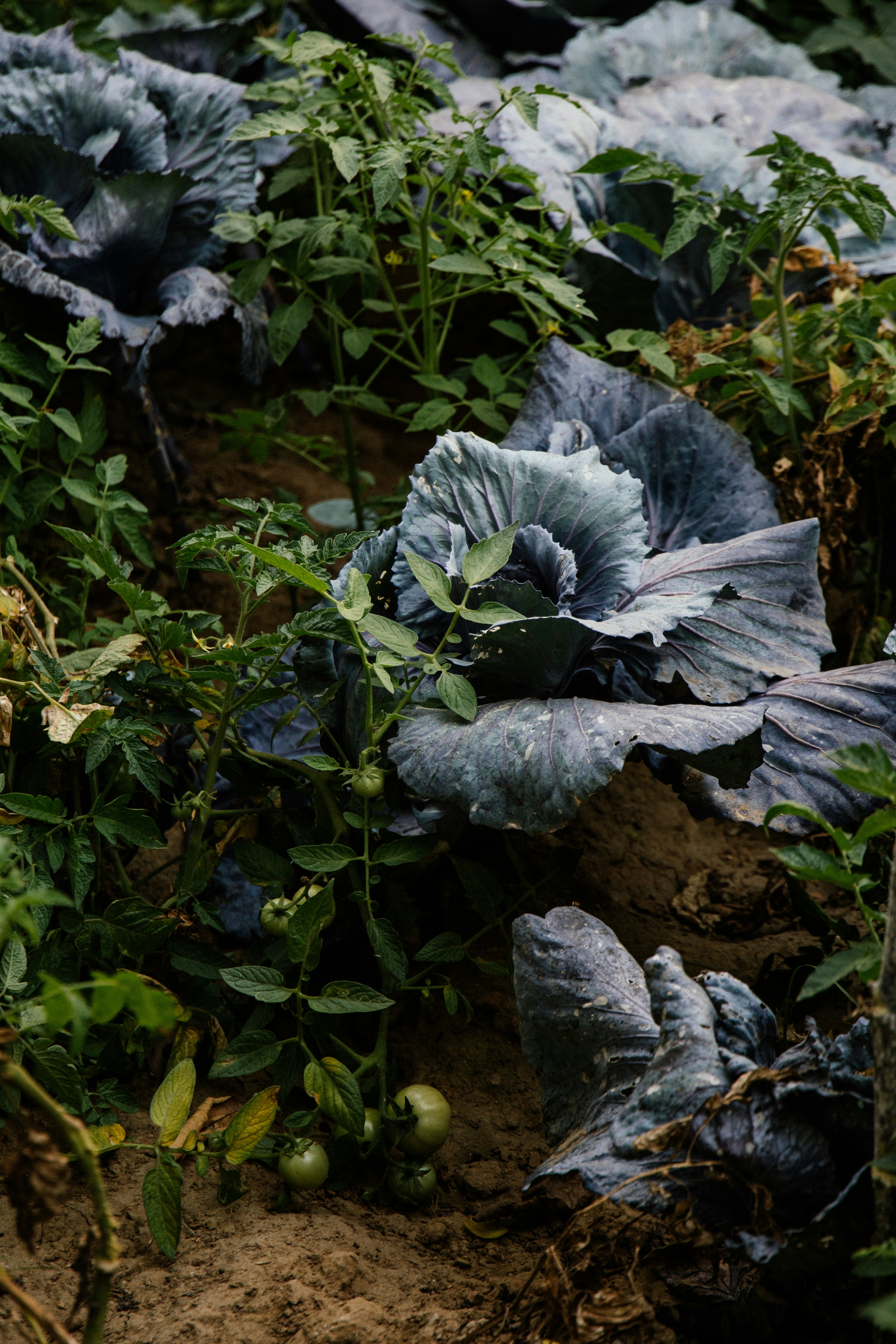 Blue-Edged Kale in a Shadowed Garden Bed