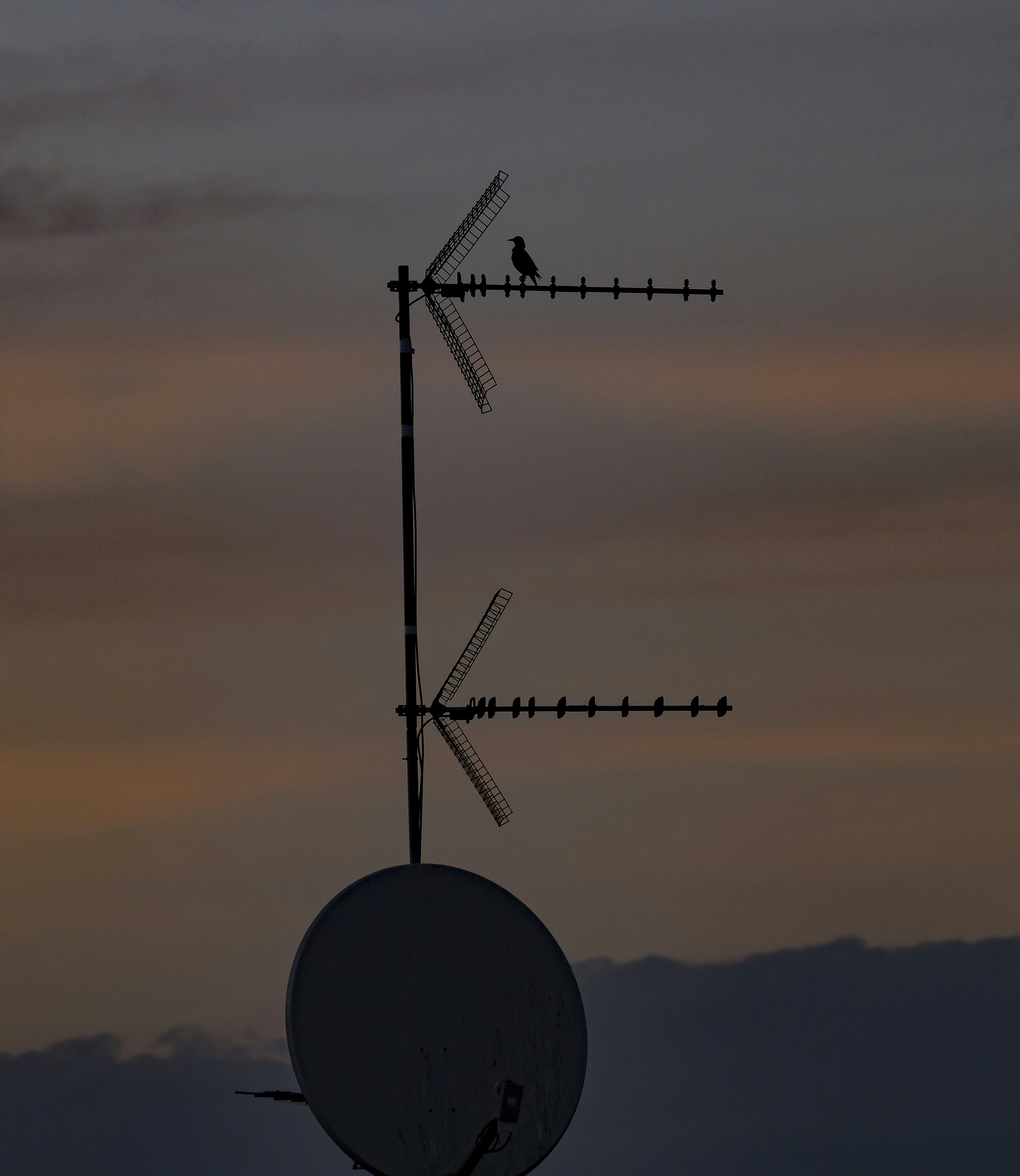 Silhouette at Dusk: A Bird on the Antenna
