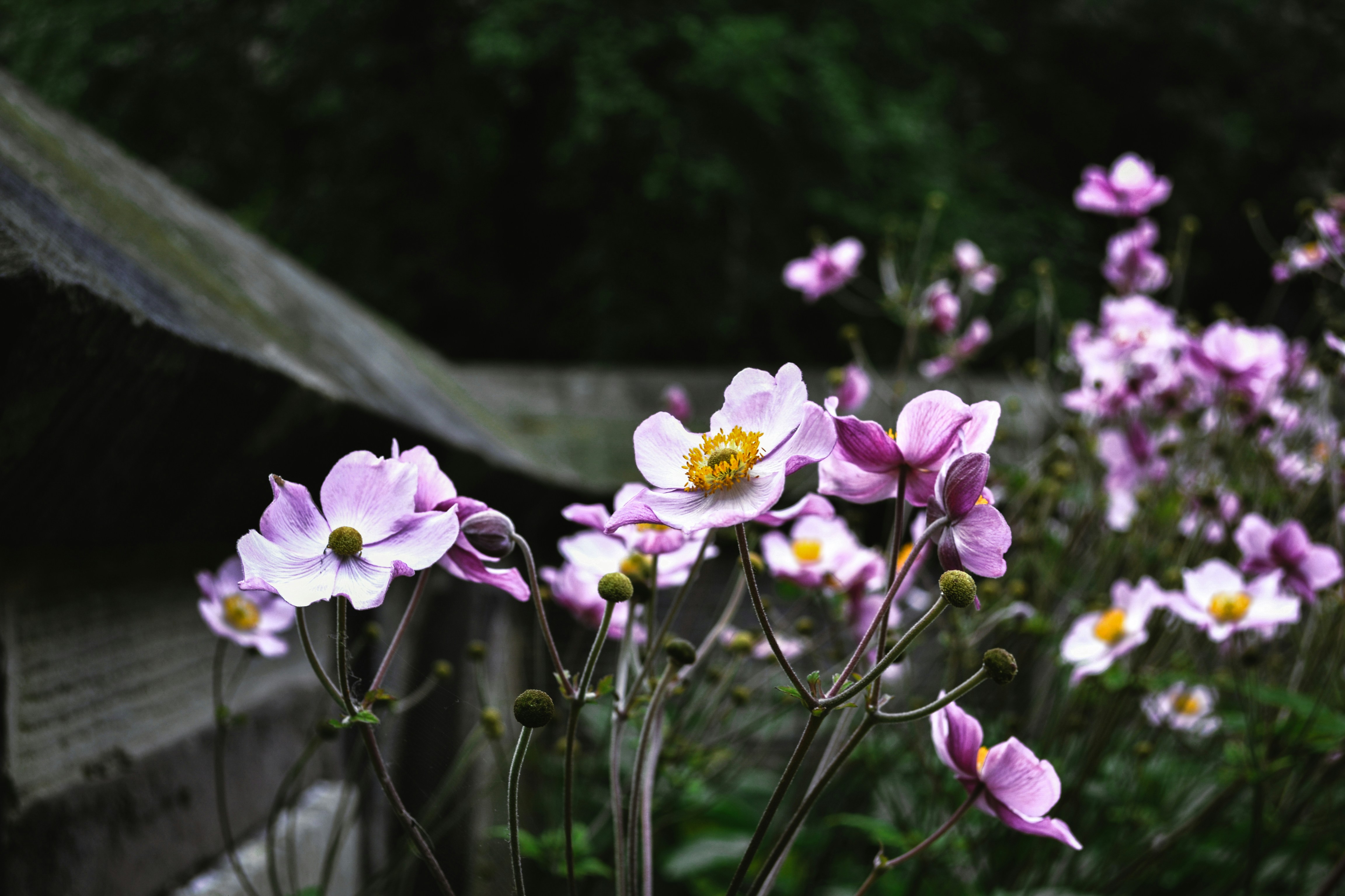 Delicate pink flowers bloom amidst a rustic wooden backdrop, showcasing nature's elegance and the transition of seasons.