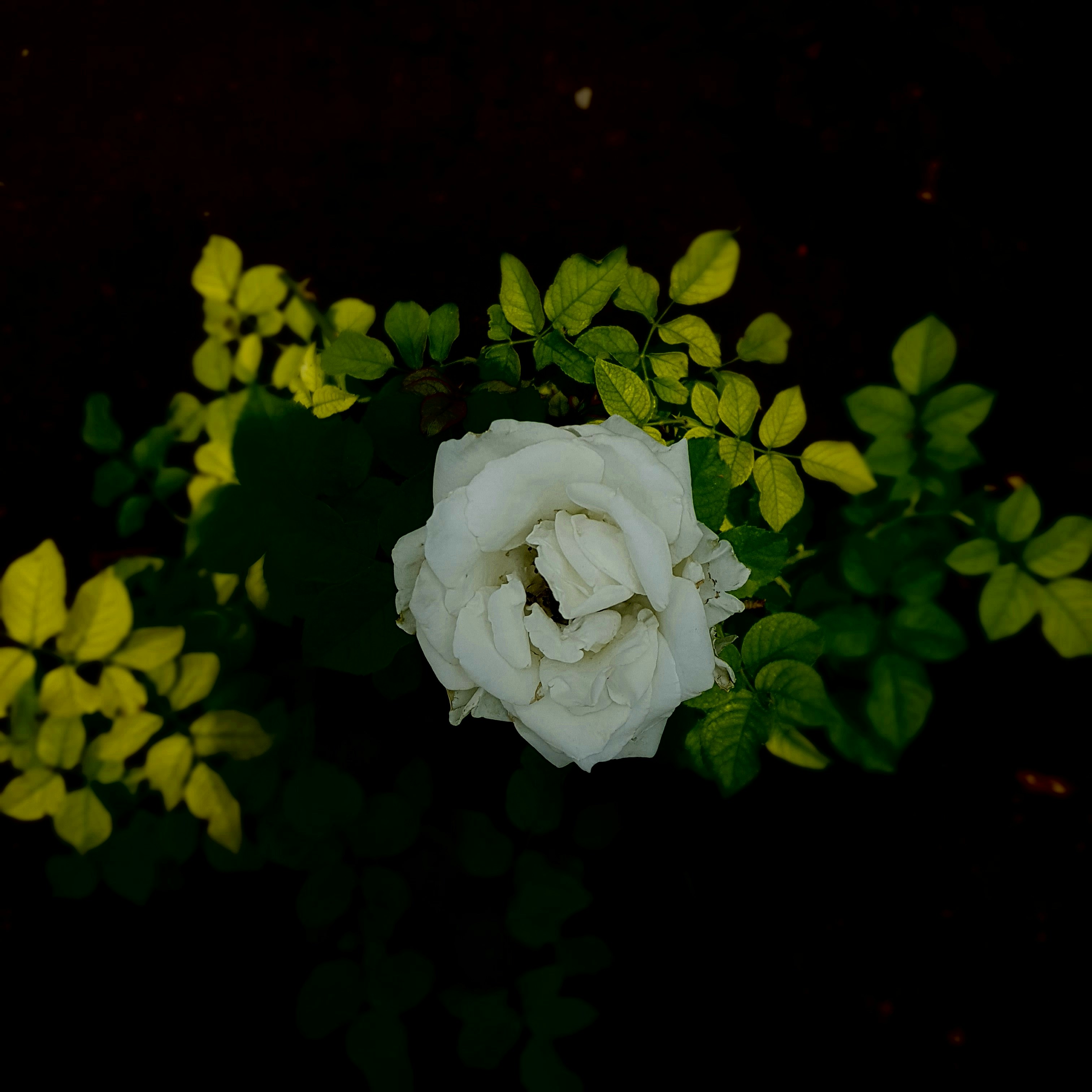 Velvet Night and the White Rose: A Quiet Macro Moment